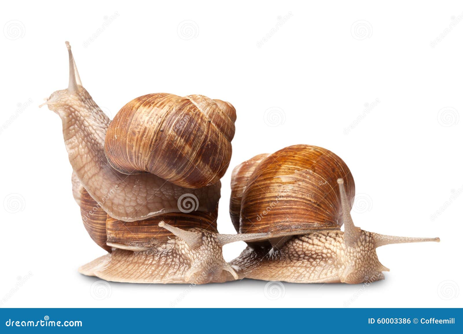 Three big snails stock photo. Image of gummy, disgust - 60003386