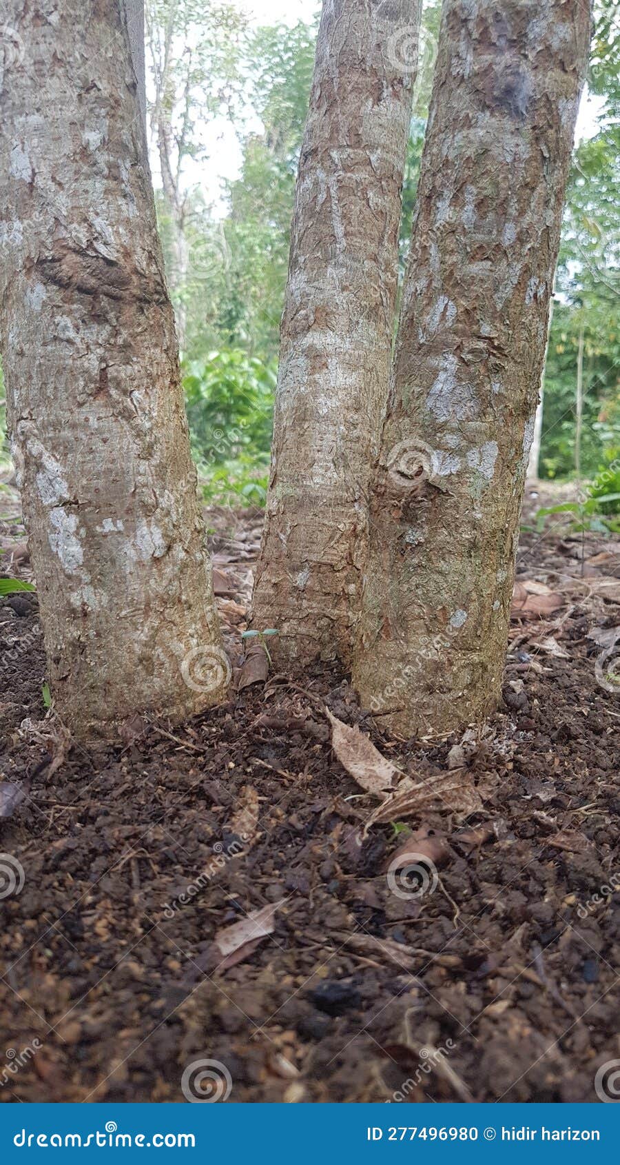 Three Big Trees are almost the Same Stock Photo - Image of gether ...