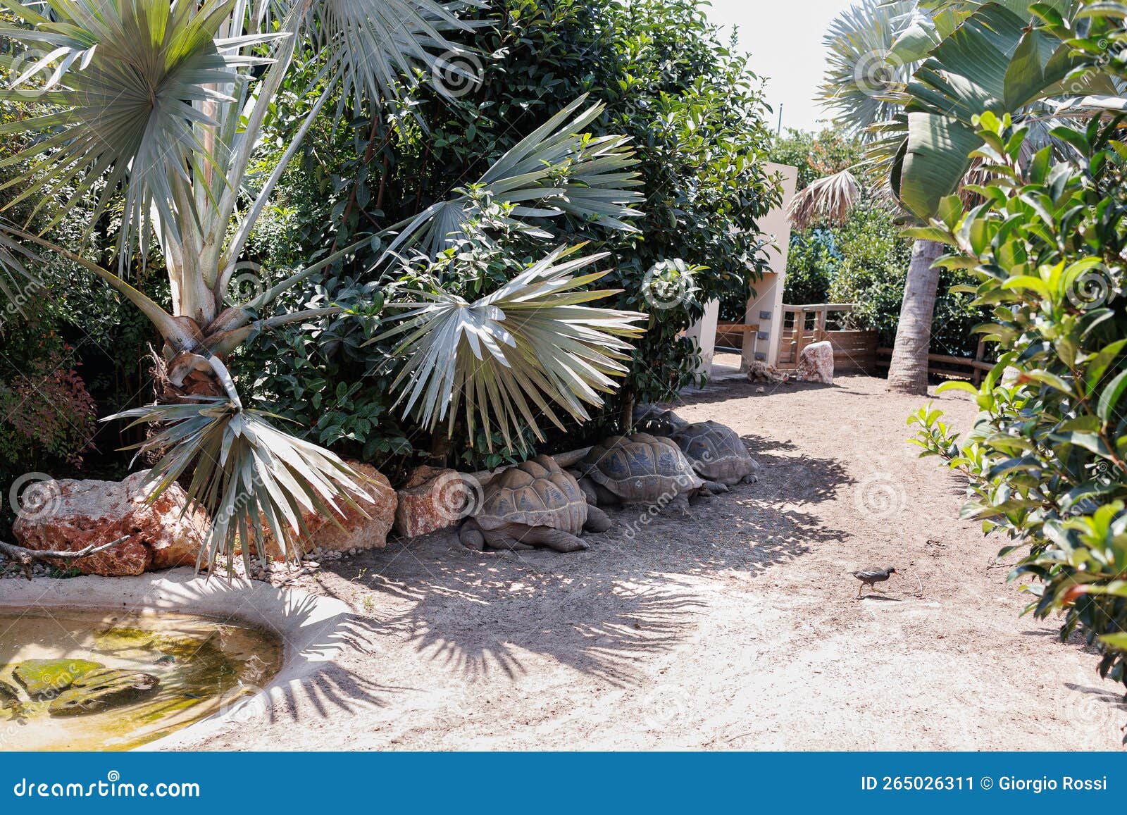 Three Big Turtles Lined Up in the Shade Under a Tree Stock Image ...