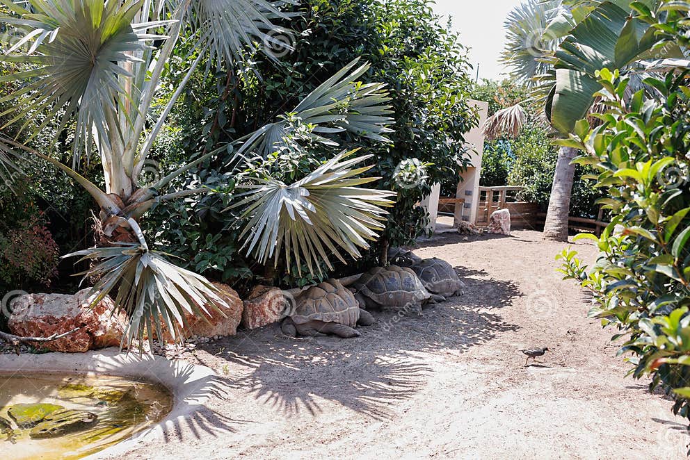 Three Big Turtles Lined Up in the Shade Under a Tree Stock Image ...