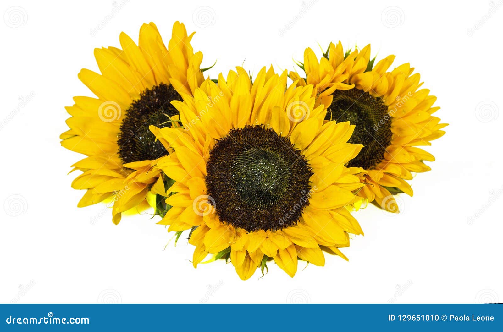 Three Big Yellow Sunflowers Isolated On White Background Late Summer