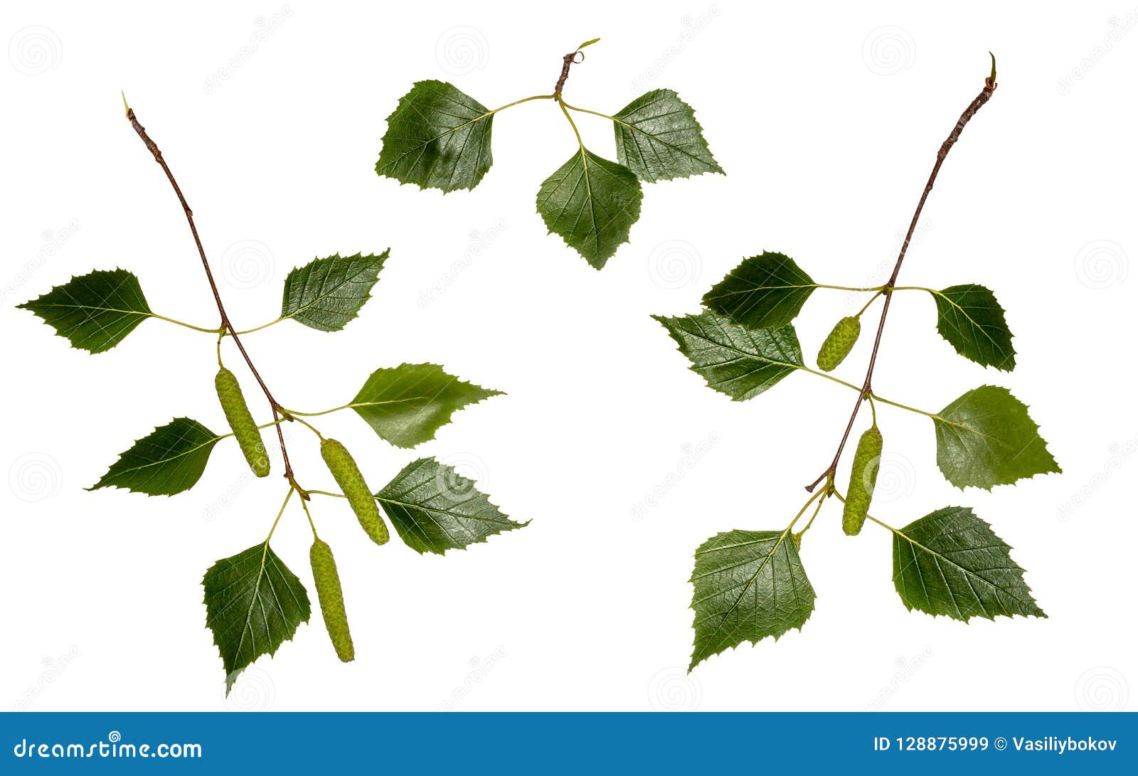 Three Birch Branches on a White Background. Green Birch Leaves Stock ...