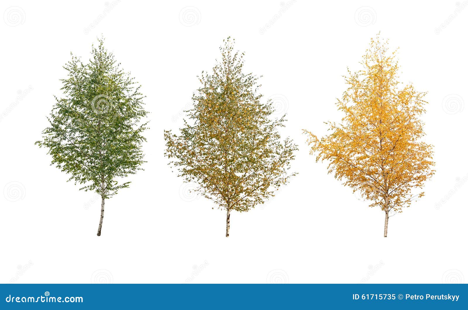 Three birch tree stock image. Image of summer, tall, growth - 61715735