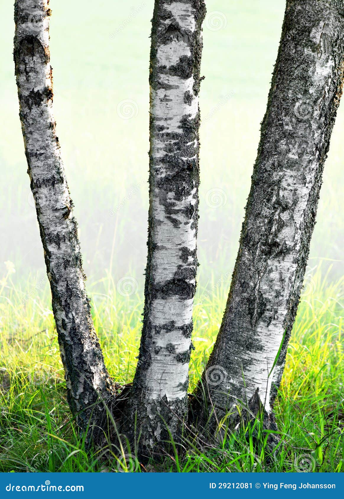 Three birch trees stock image. Image of three, scandinavia - 29212081