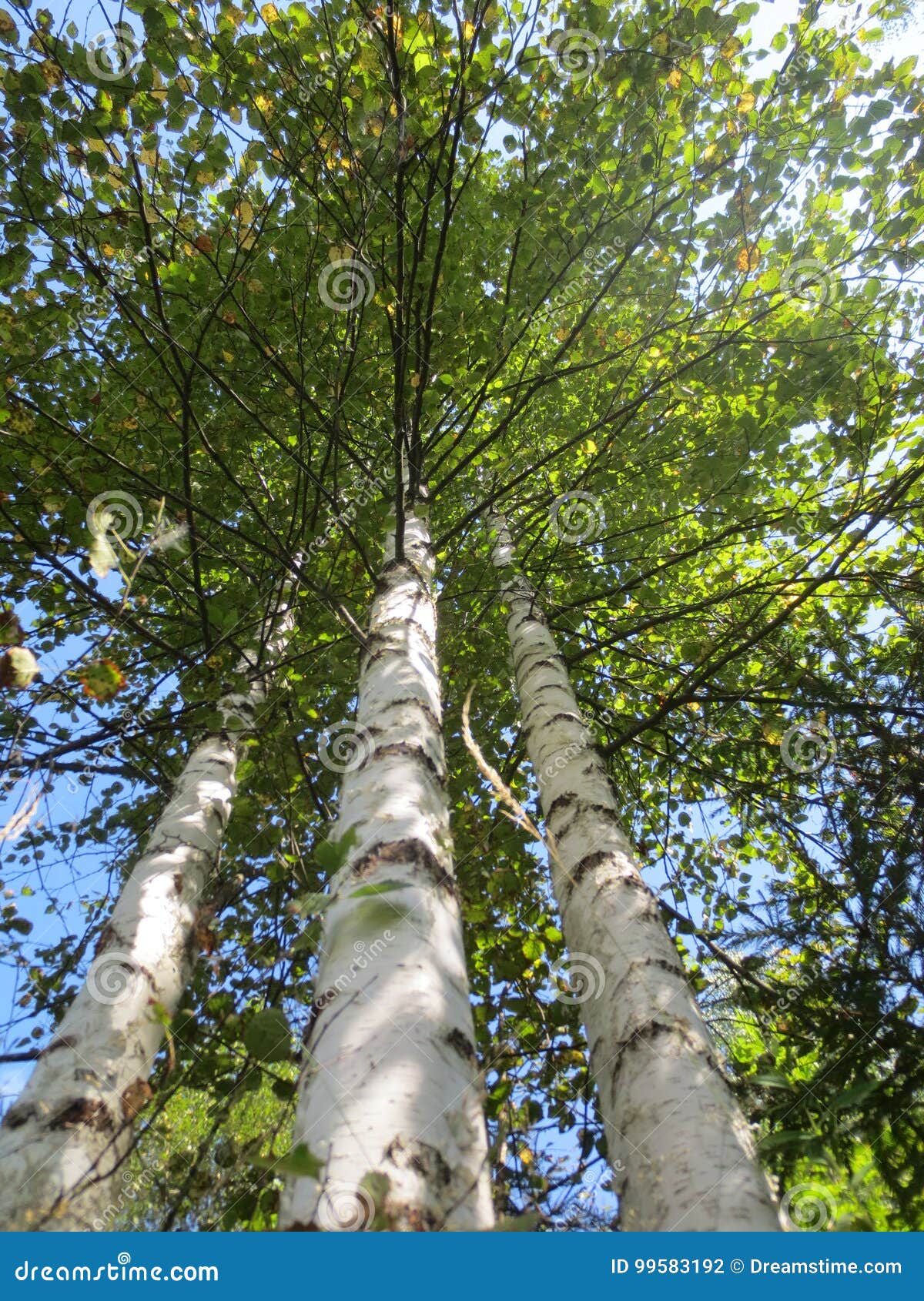 Three Birch Trees on the Background of Blue Sky in Late Summer on a ...
