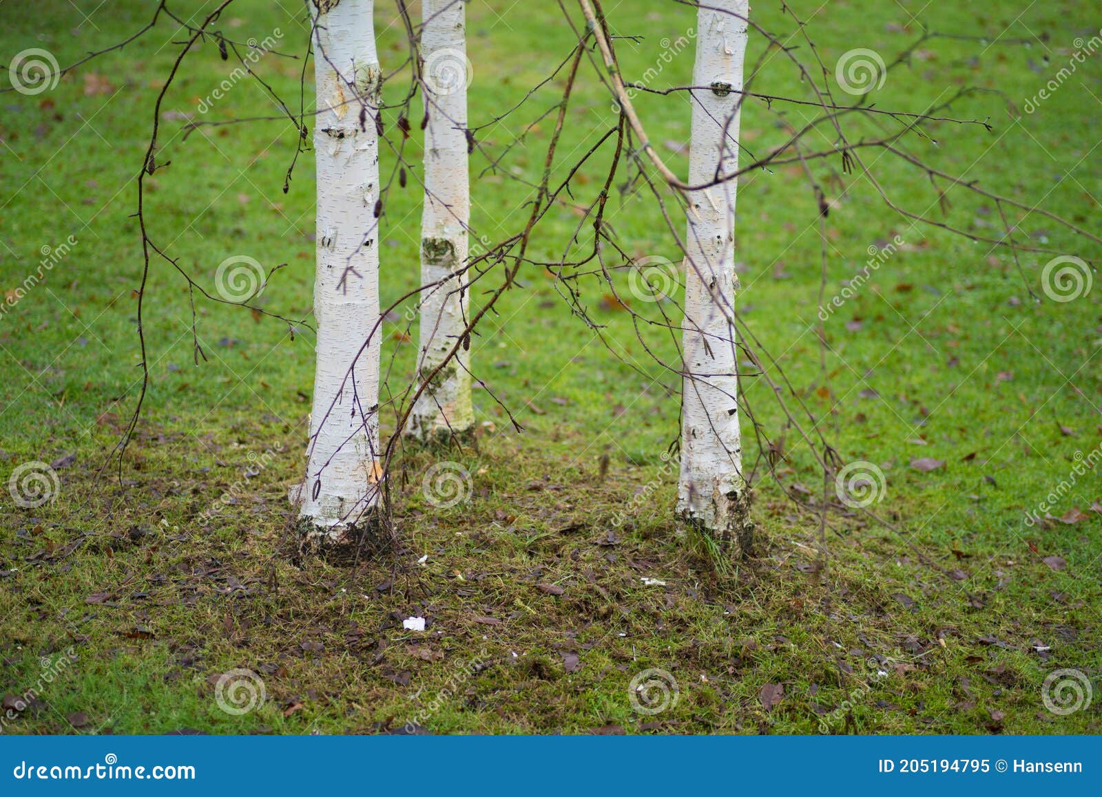 Three birch trees stock image. Image of winter, trunk - 205194795