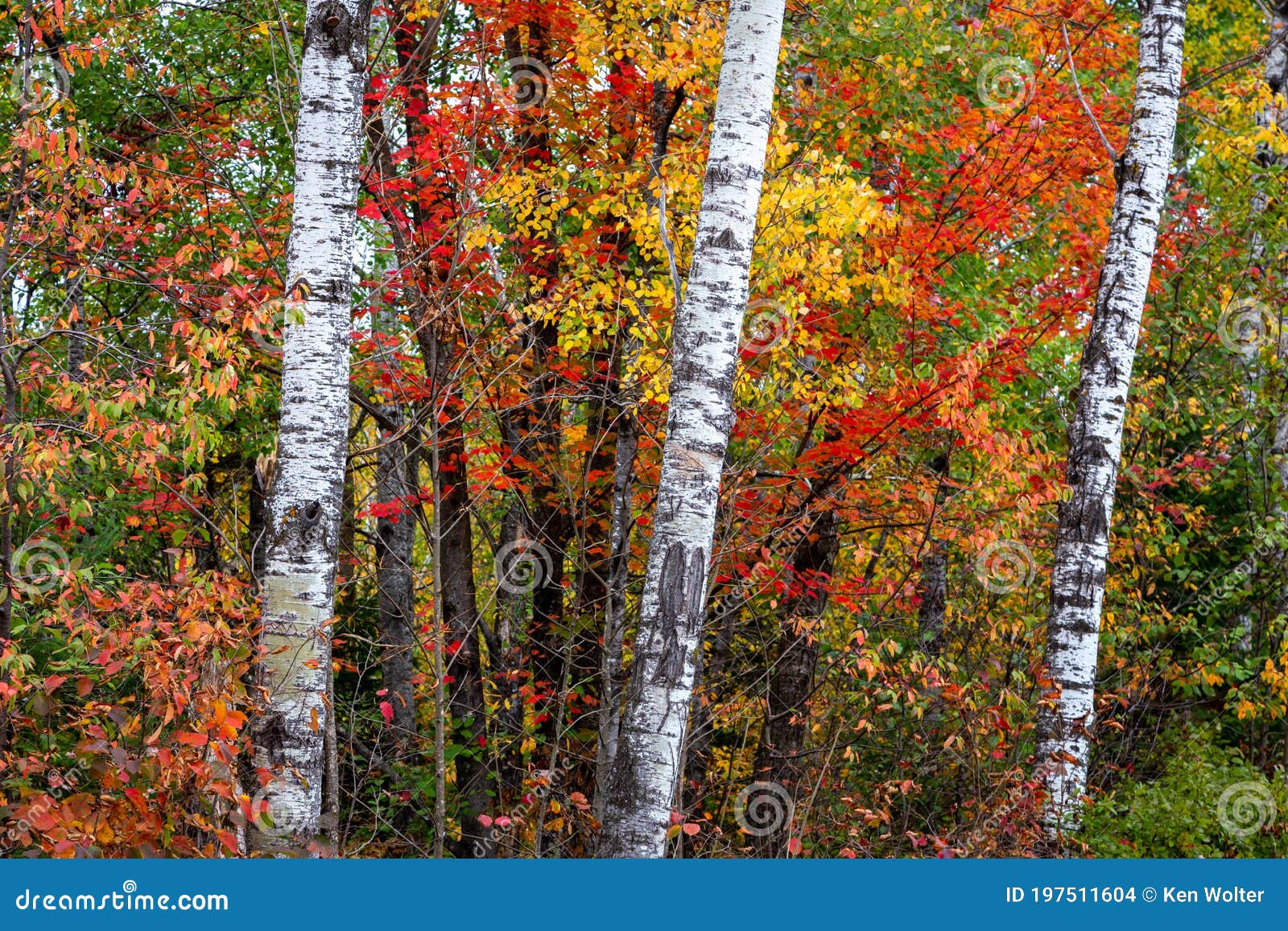 Three Birch Trees in the Forest with Brilliant Autumn Foliage Stock ...