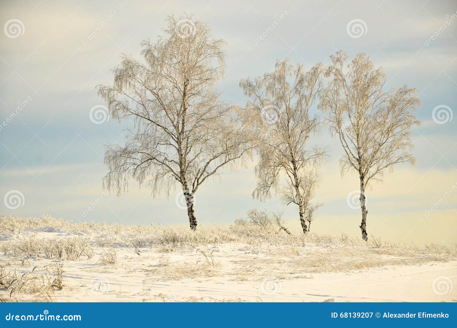 Three Birch Trees on the Left on the Background of a Huge Field in the ...
