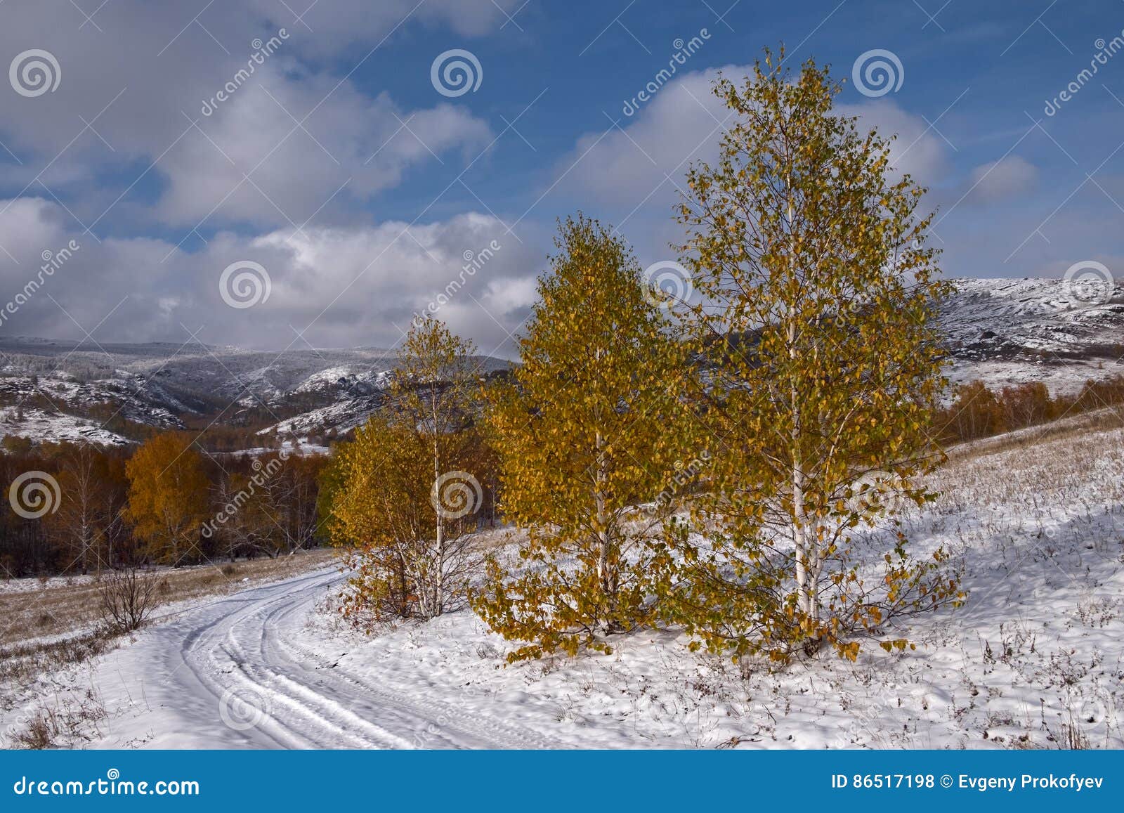 Three Birch Trees by the Road Stock Photo - Image of grove, nature ...