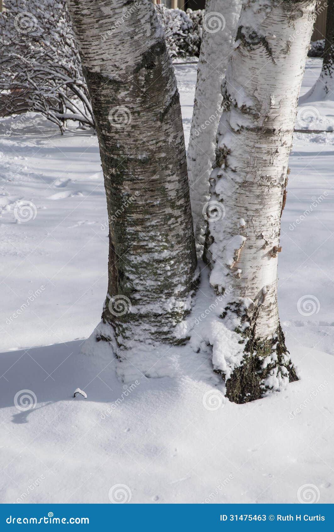 Three Birch Trees in the Snow Stock Image - Image of whites, bark: 31475463