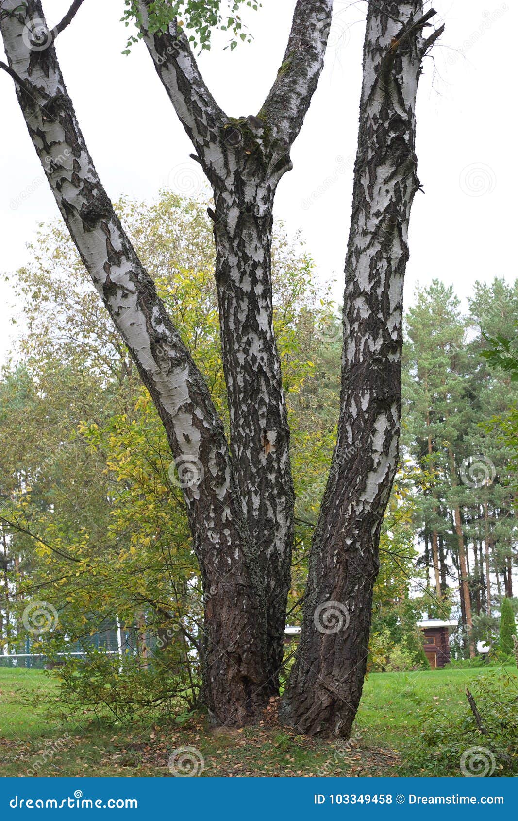 Three Birch Trees with White Trunks in Picturesque Forest Park. Stock ...