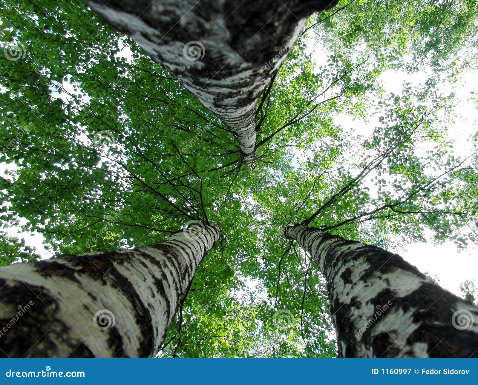 Three birches stock image. Image of trunk, promenade, look - 1160997