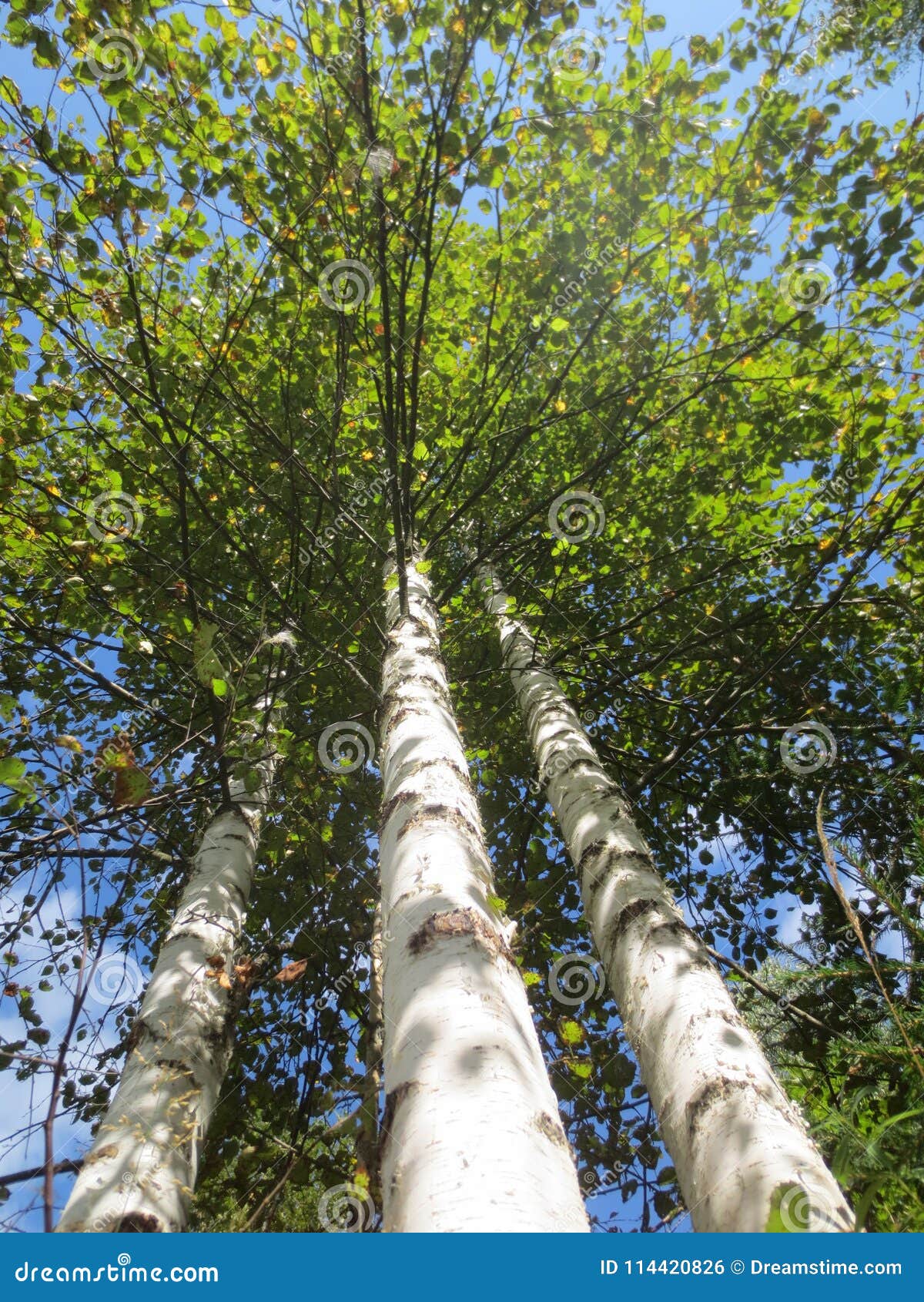 Three birches stock photo. Image of leaves, birch, green - 114420826