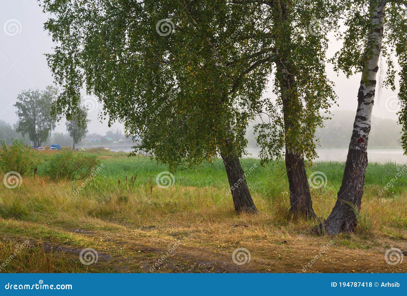 Three Birches on the Lake Shore Stock Photo - Image of lake, nature ...