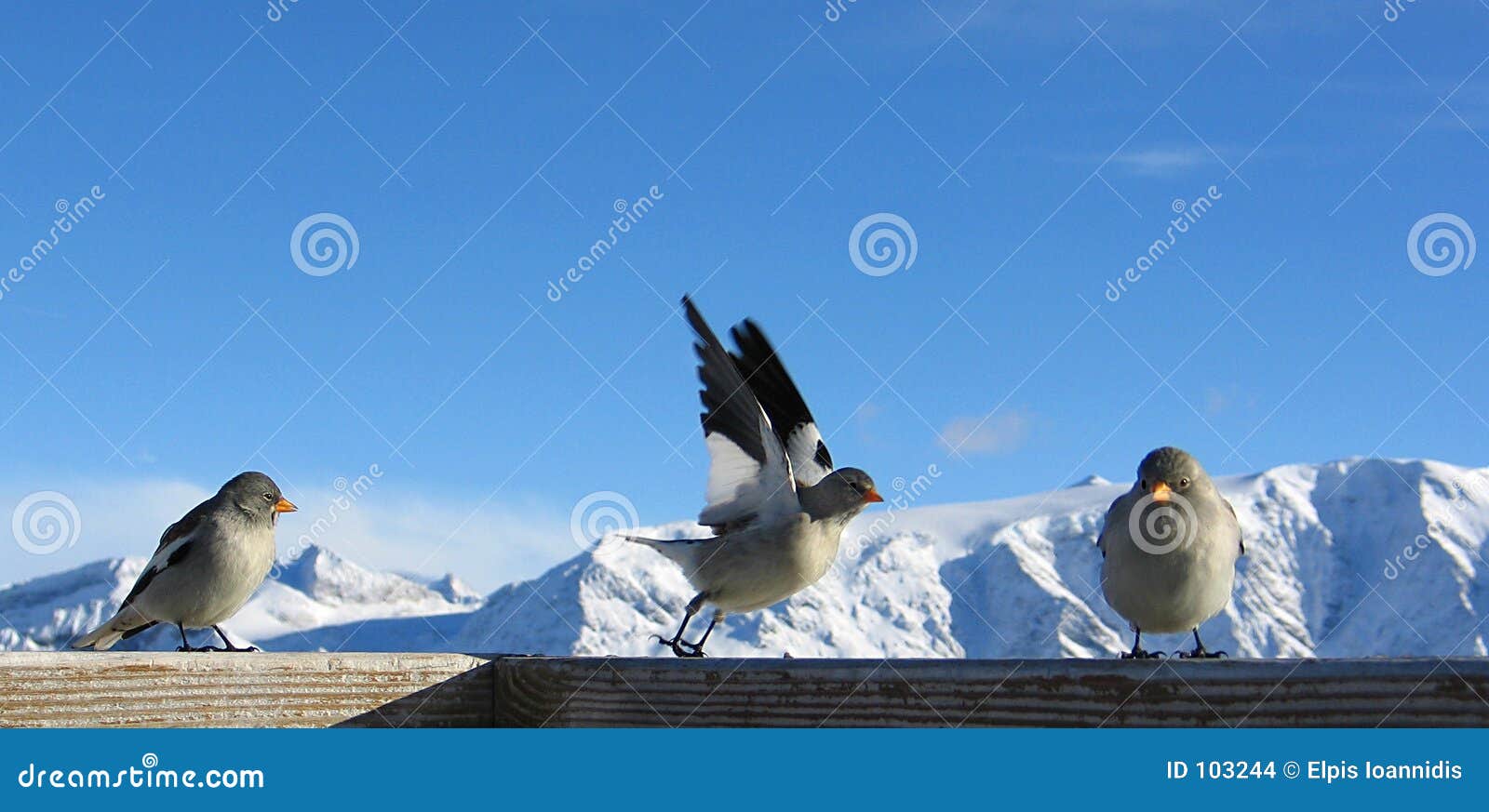 Three birds in the Alps stock photo. Image of wildlife - 103244