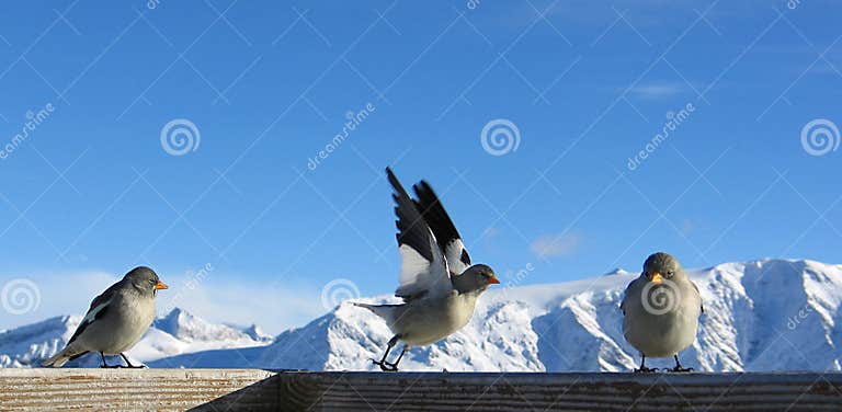 Three birds in the Alps stock photo. Image of wildlife - 103244