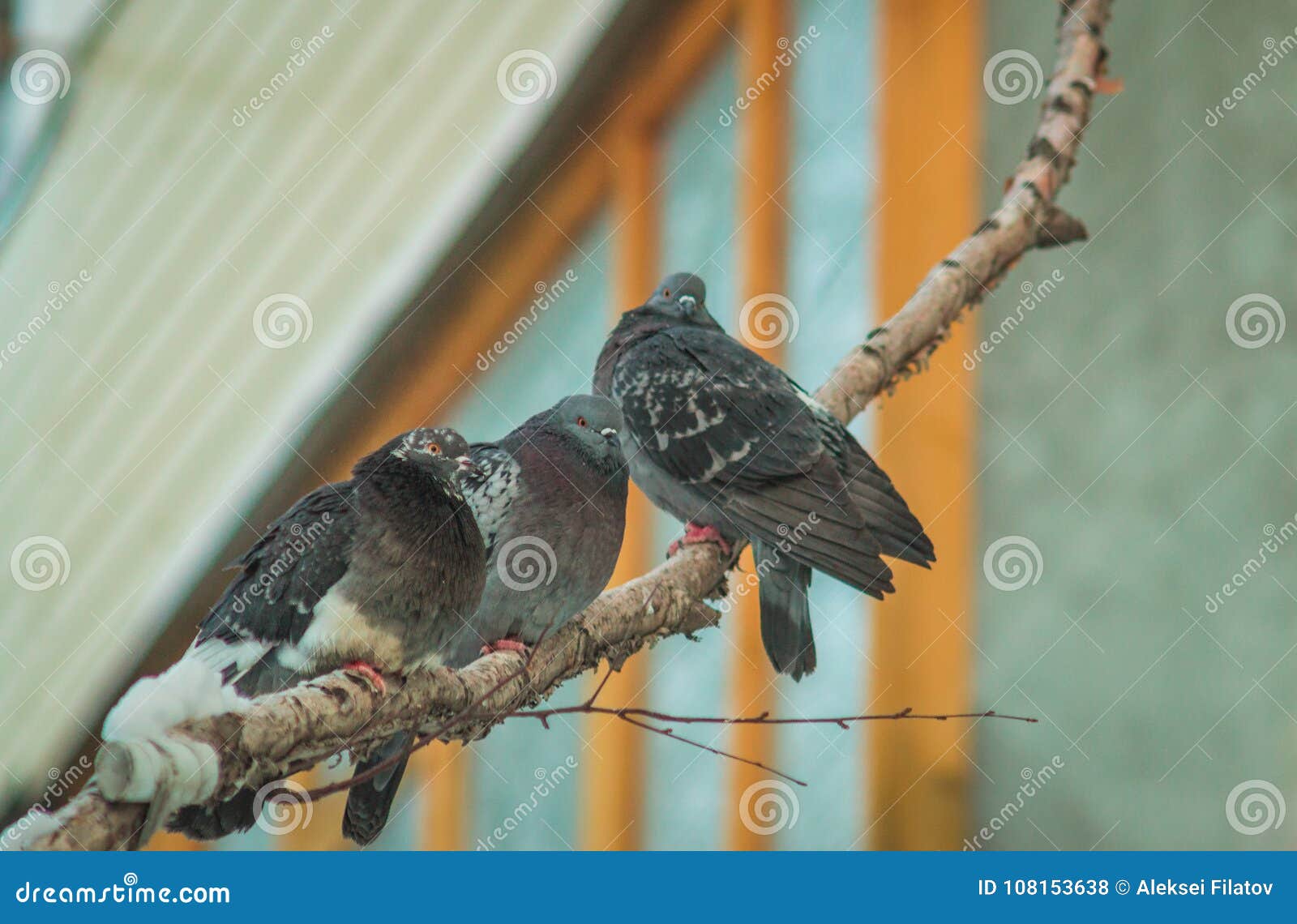 Three birds on a branch stock photo. Image of hawthorn - 108153638