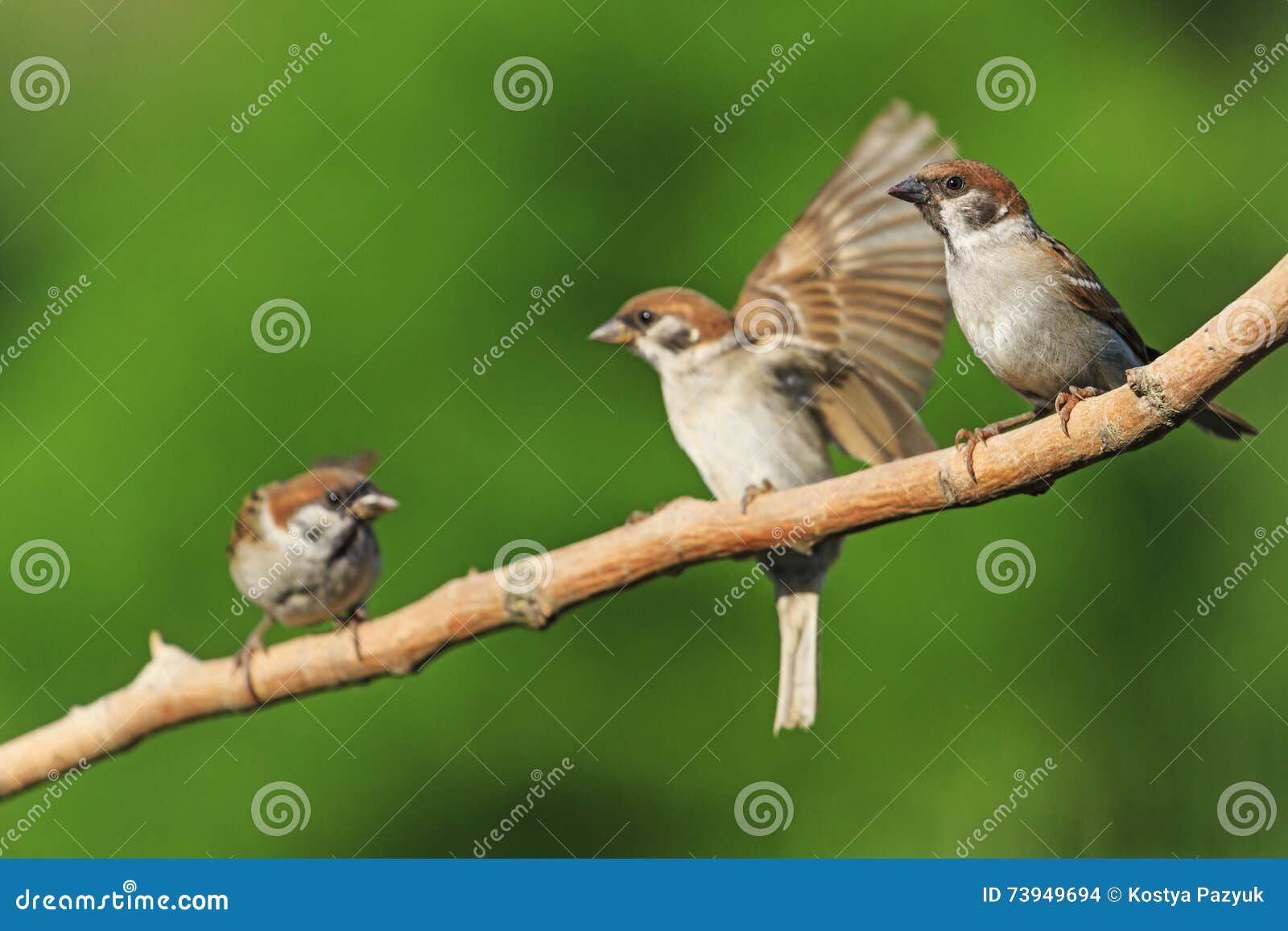 Three birds on a branch stock photo. Image of meadow - 73949694