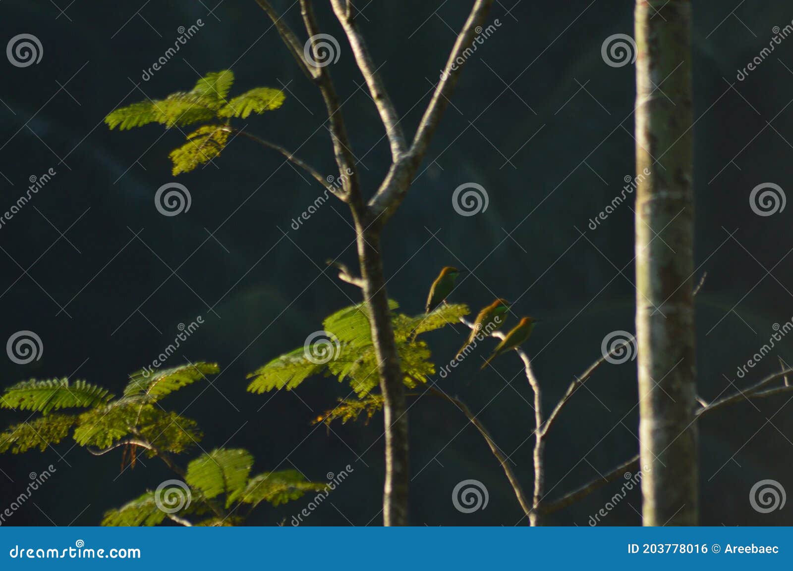 Three birds on branch stock photo. Image of tree, blossom - 203778016