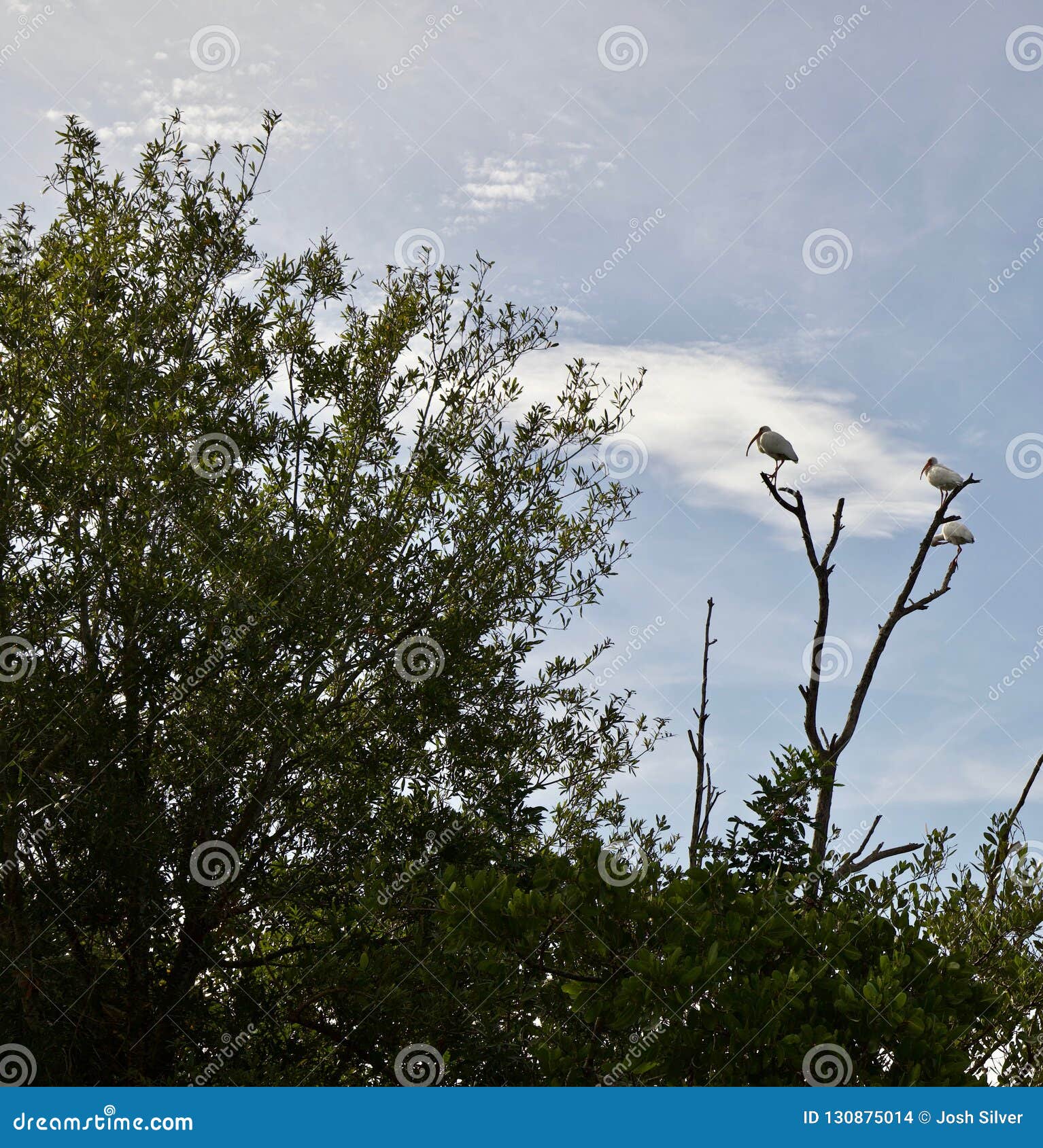 Three Birds on a Branch in the Trees Stock Photo - Image of blue, three ...