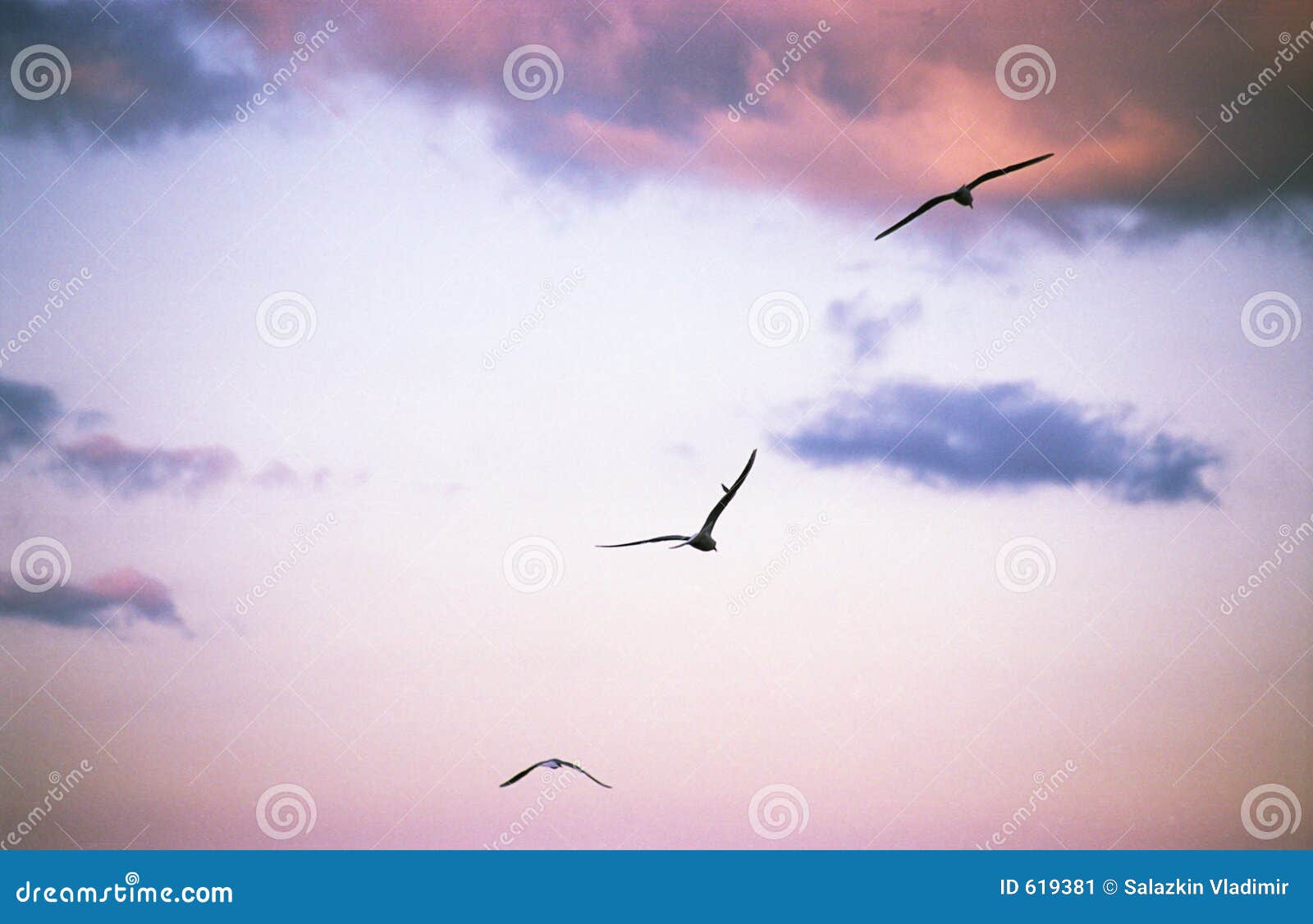 Three birds in flying stock image. Image of dramatic, storm - 619381