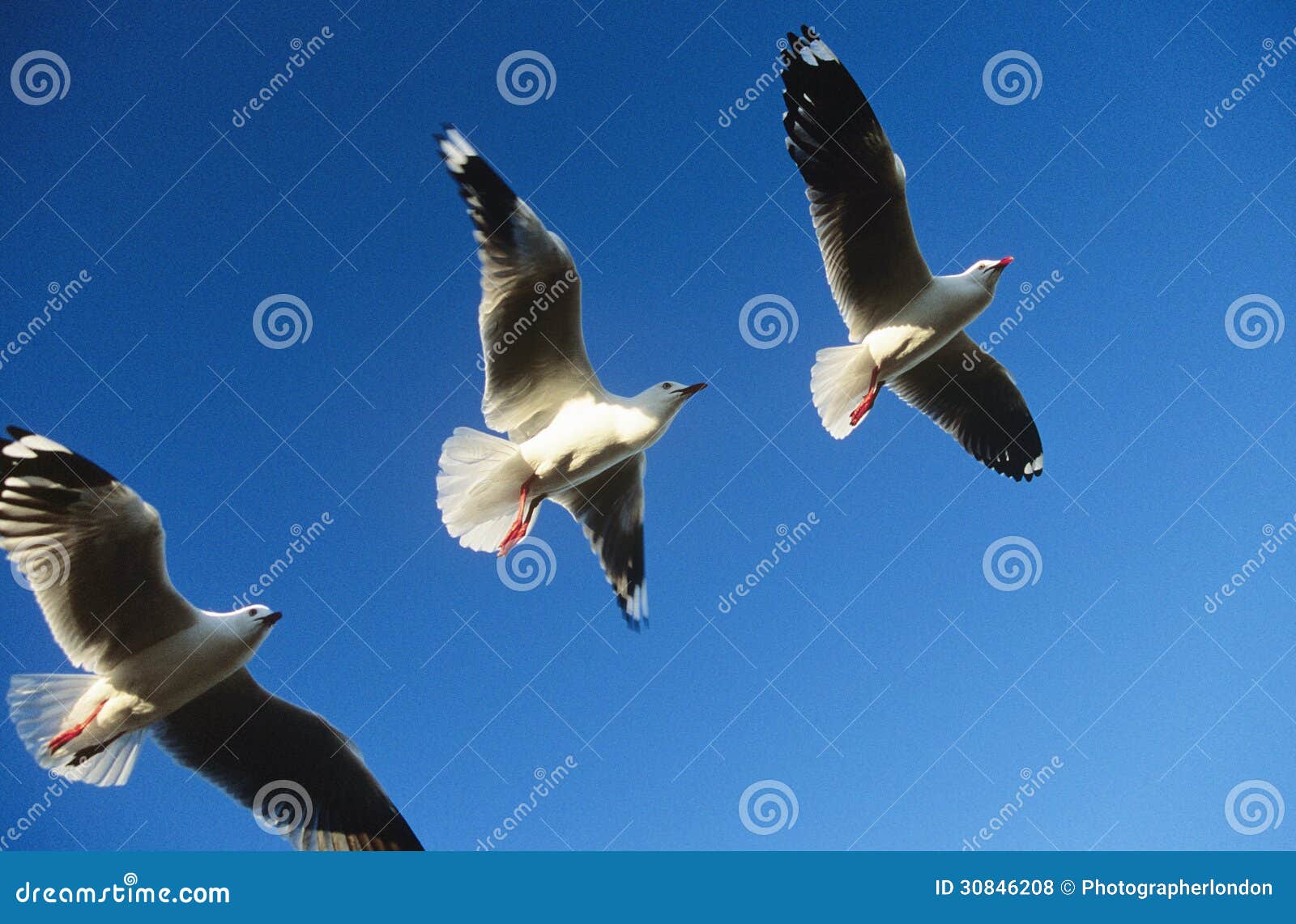 Three Birds Flying in a Row Stock Photo - Image of clear, airbourne ...
