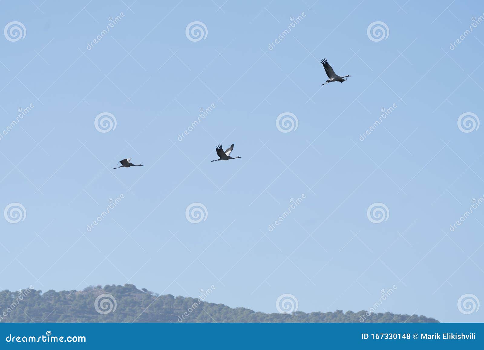 Birds in the sky stock photo. Image of flying, coast - 167330148