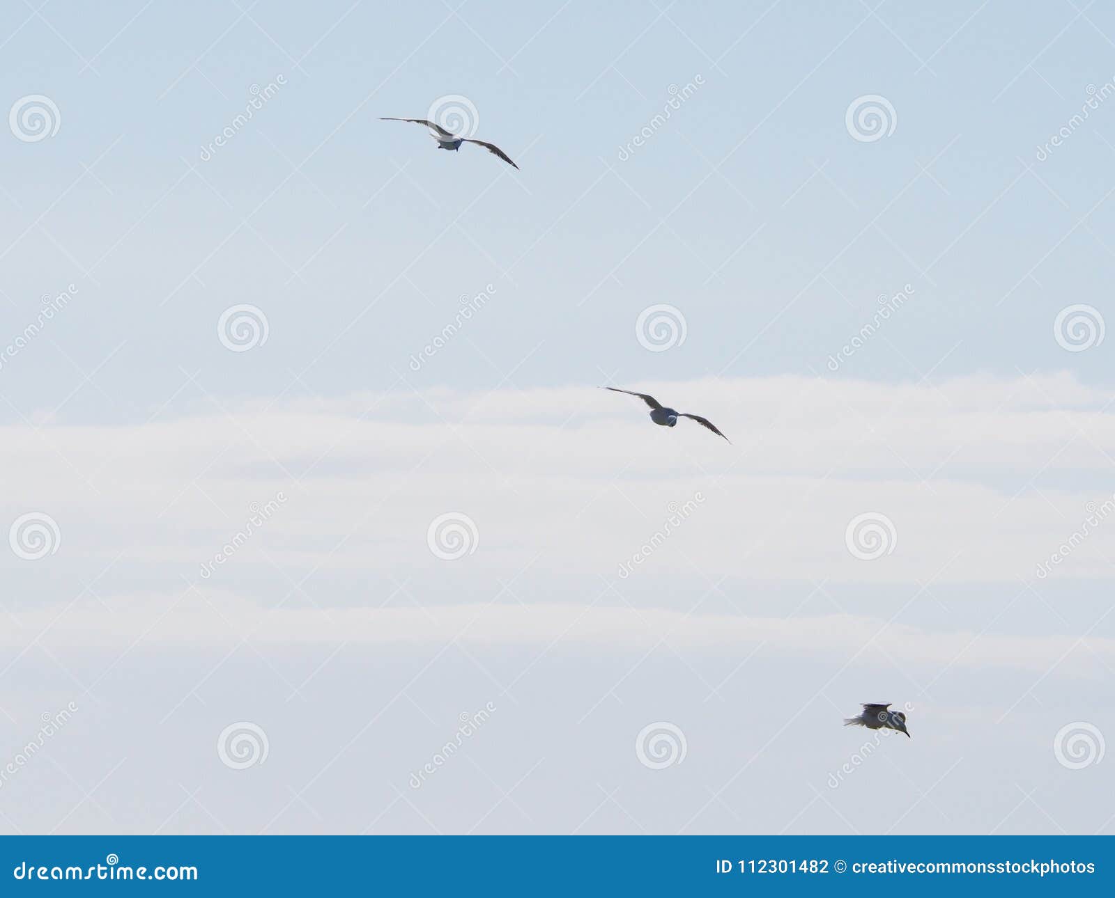 Three Birds Flying Under Blue Sky At Daytime Picture. Image: 112301482