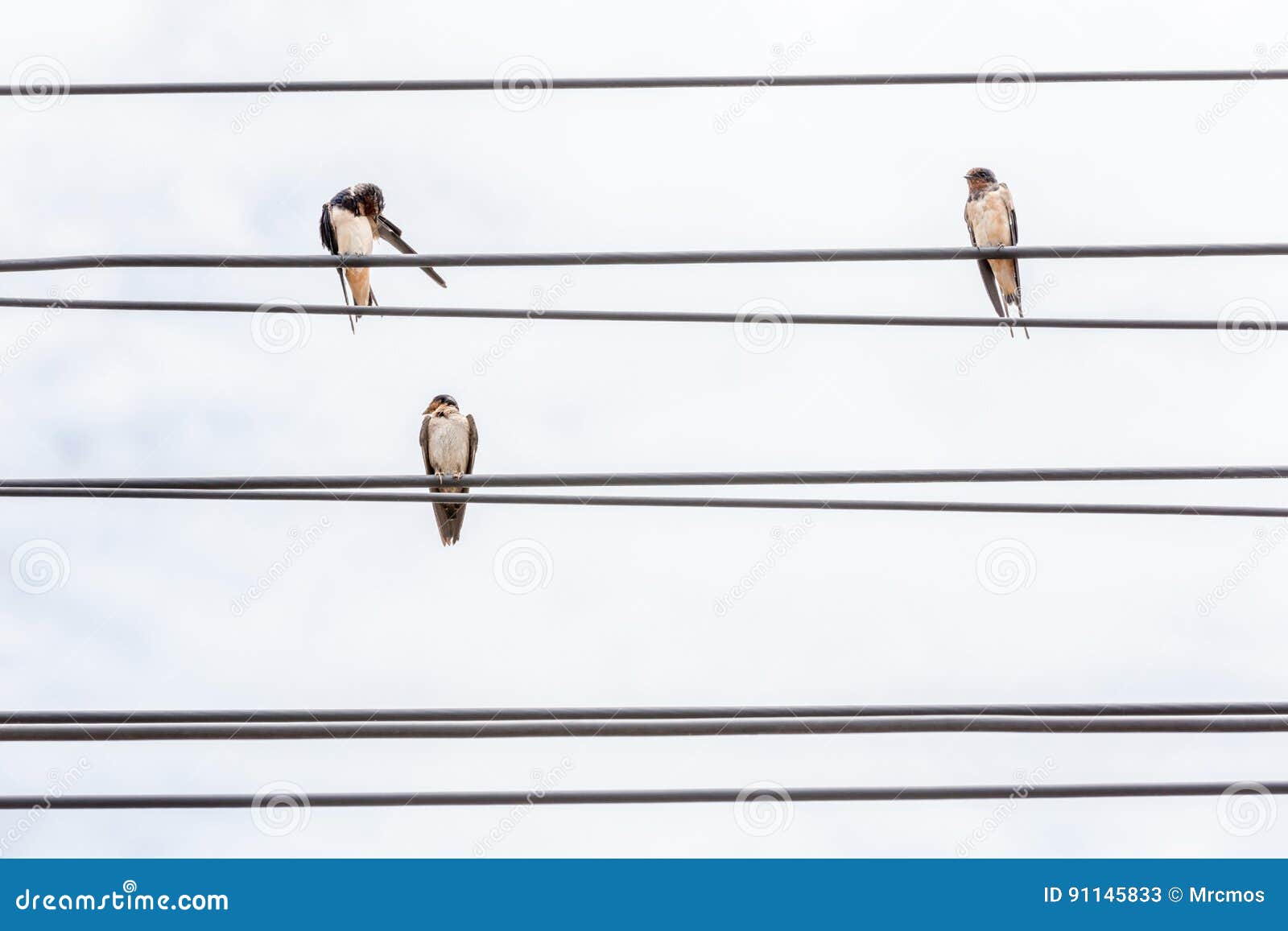 Three Birds Resting on Electric Cable Lines and Cloudy Sky Backg Stock ...