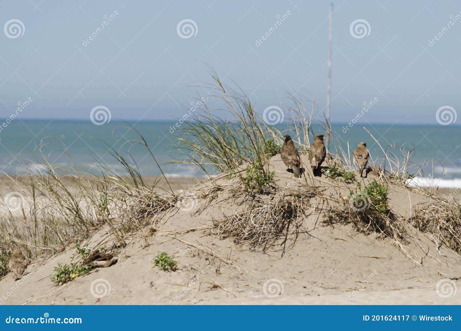 Birds Sitting on a Huge Pile of Sand Surrounded with Grass at the Beach ...