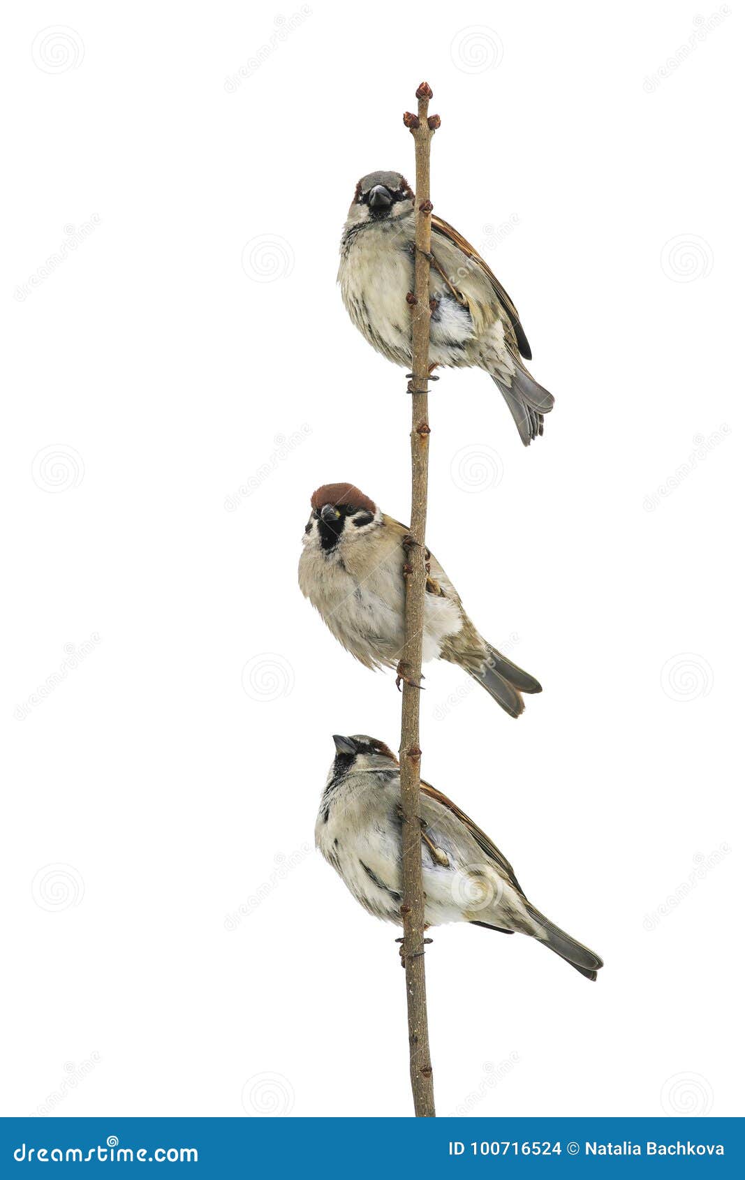 Three Birds Sparrows Sitting on a Branch and Looking into the D Stock ...