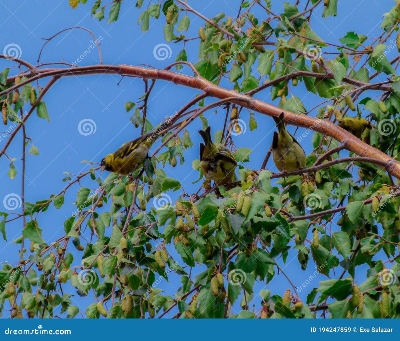 Three Birds Standing on Branches Stock Image - Image of bird, beautiful ...