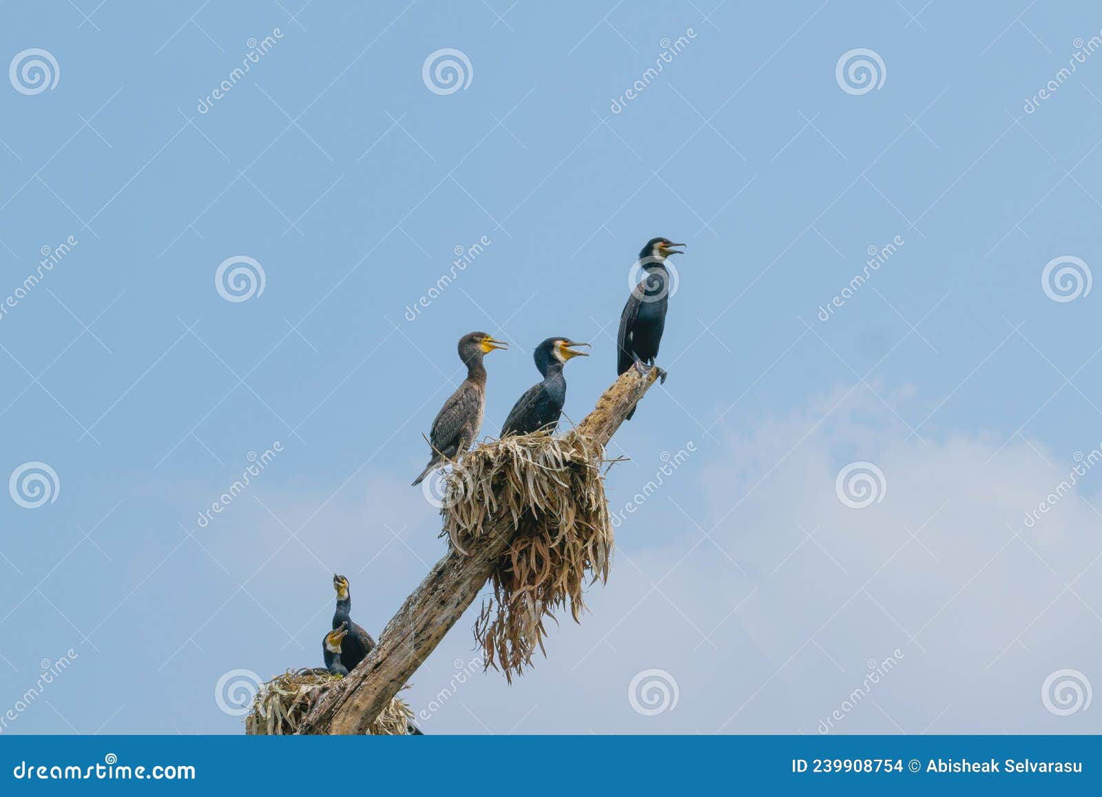 Birds Standing on the Dead Tree on Same Position, India Stock Photo ...