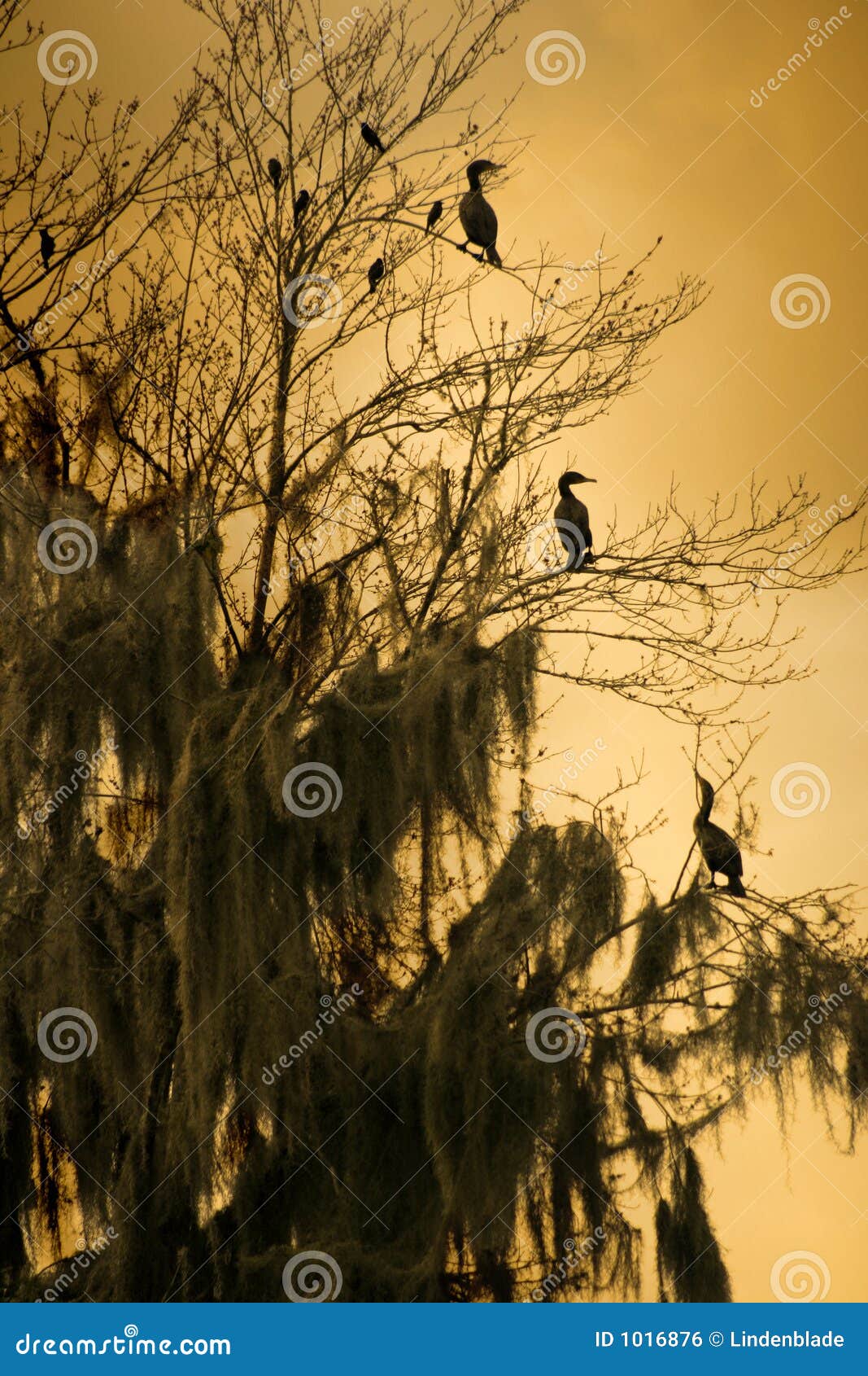 Three Birds in Tree stock photo. Image of tree, lower - 1016876