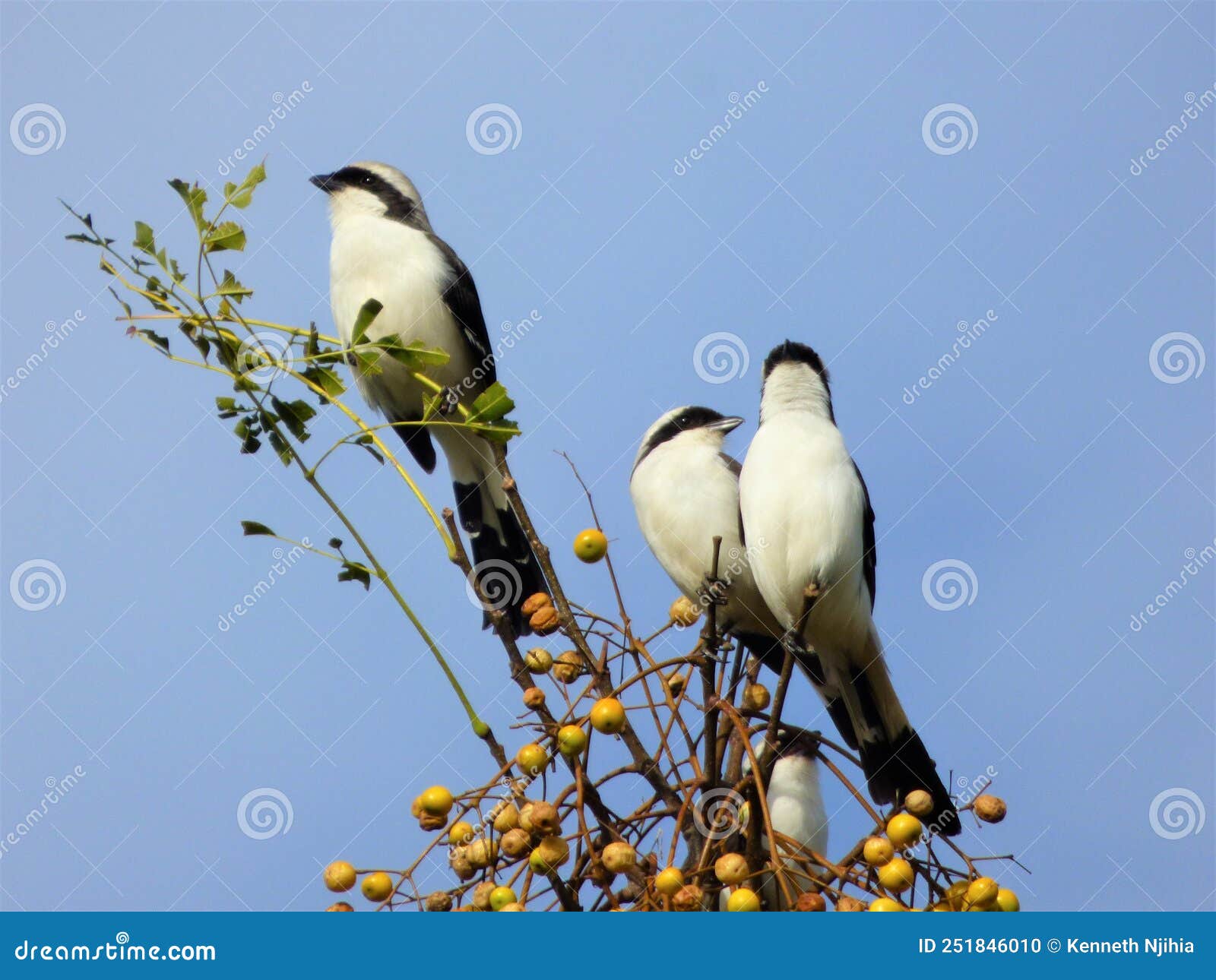 Three birds in a tree stock photo. Image of finch, wing - 251846010