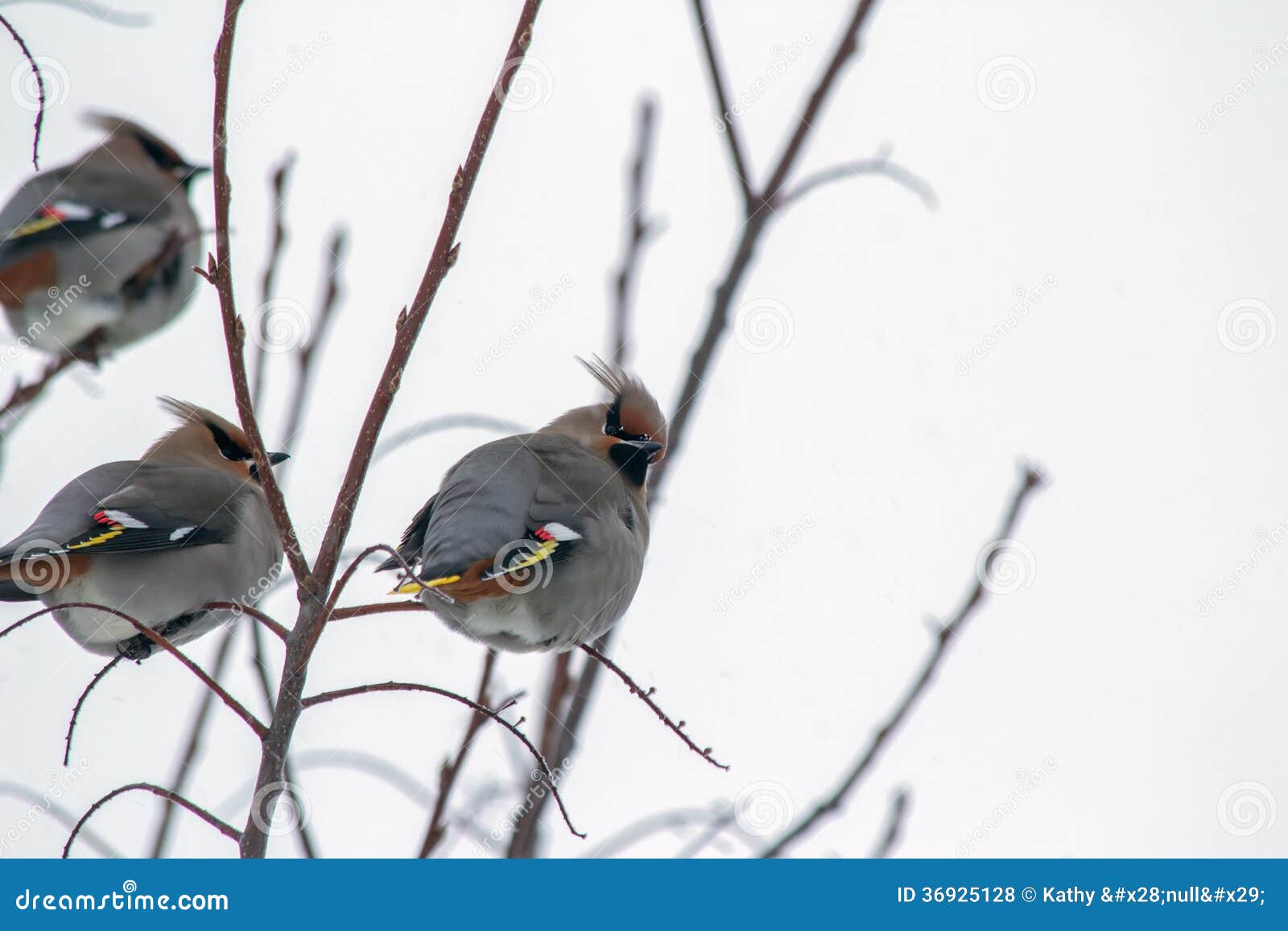 Three Birds in Tree Branches Stock Photo - Image of branches, closeup ...