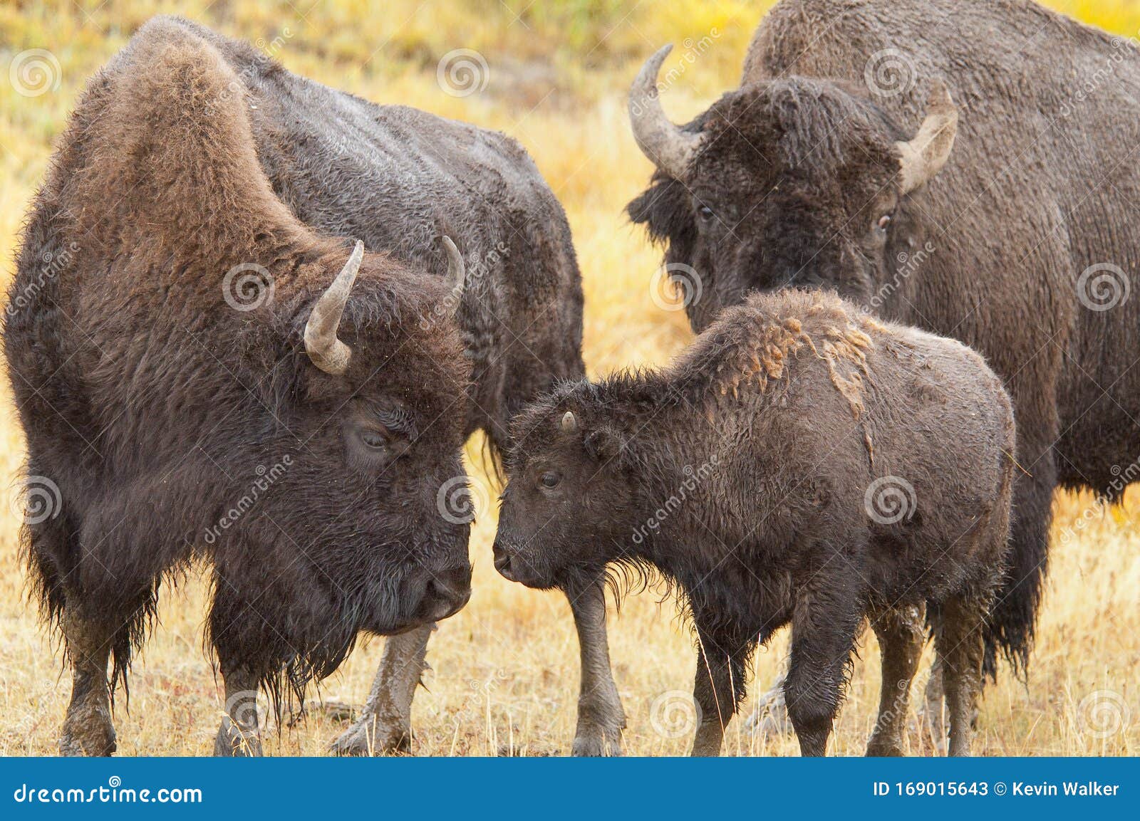 Three in a Bison Family with an Affectionate Moment between Mother and ... Three in a Bison Family with an Affectionate Moment between Mother and ...