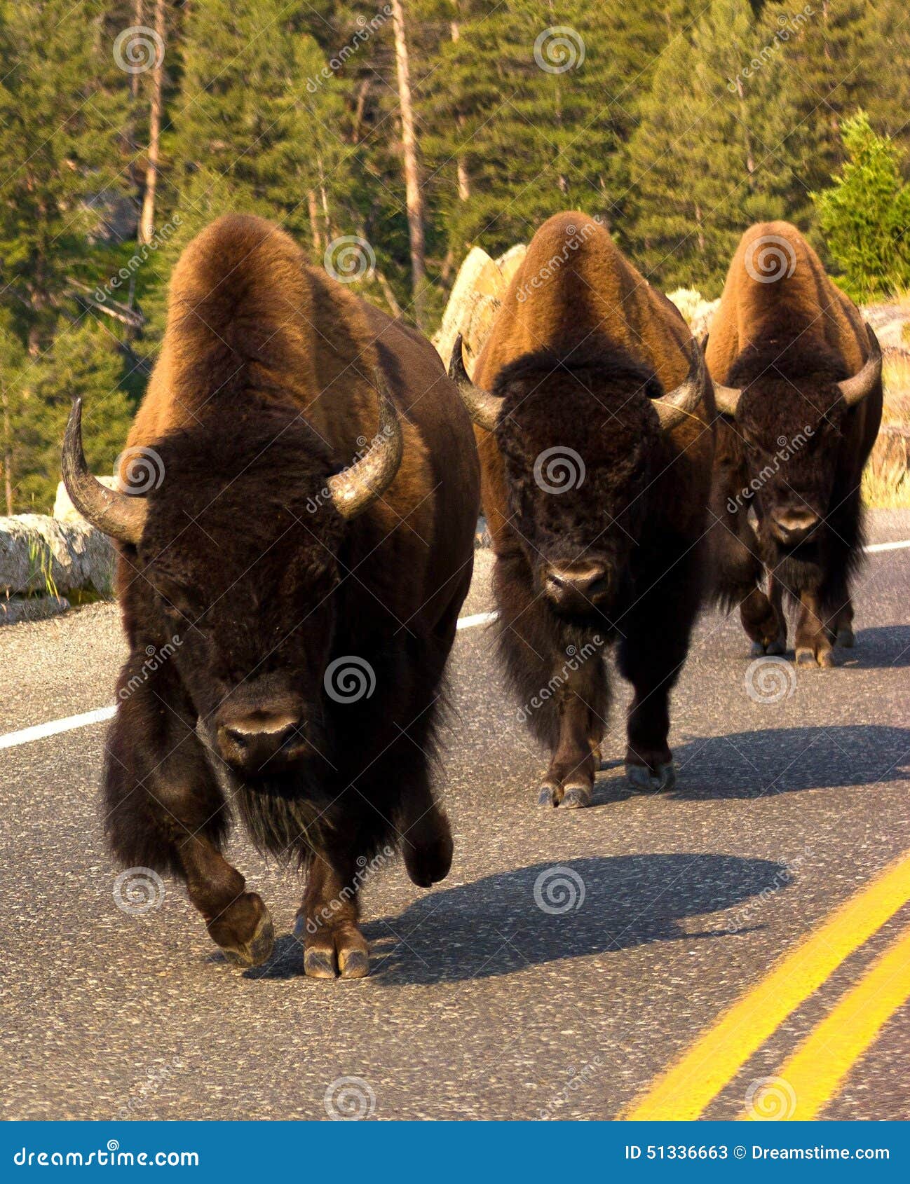Three Bison in Road stock image. Image of bison, road - 51336663