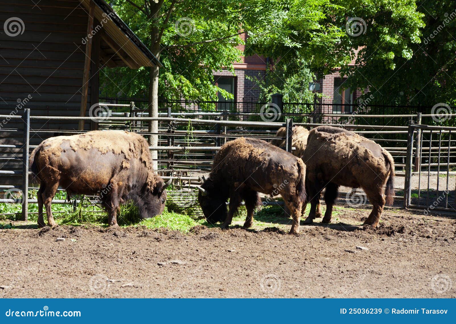 Three bizones in city zoo stock image. Image of green - 25036239