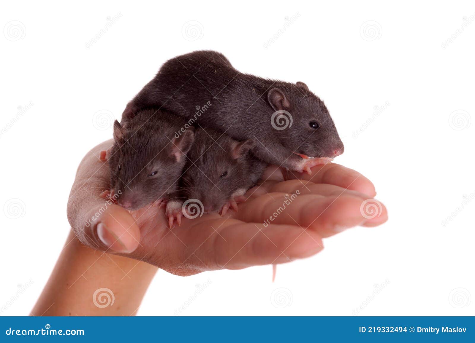 Three black baby rats stock photo. Image of closeup - 219332494