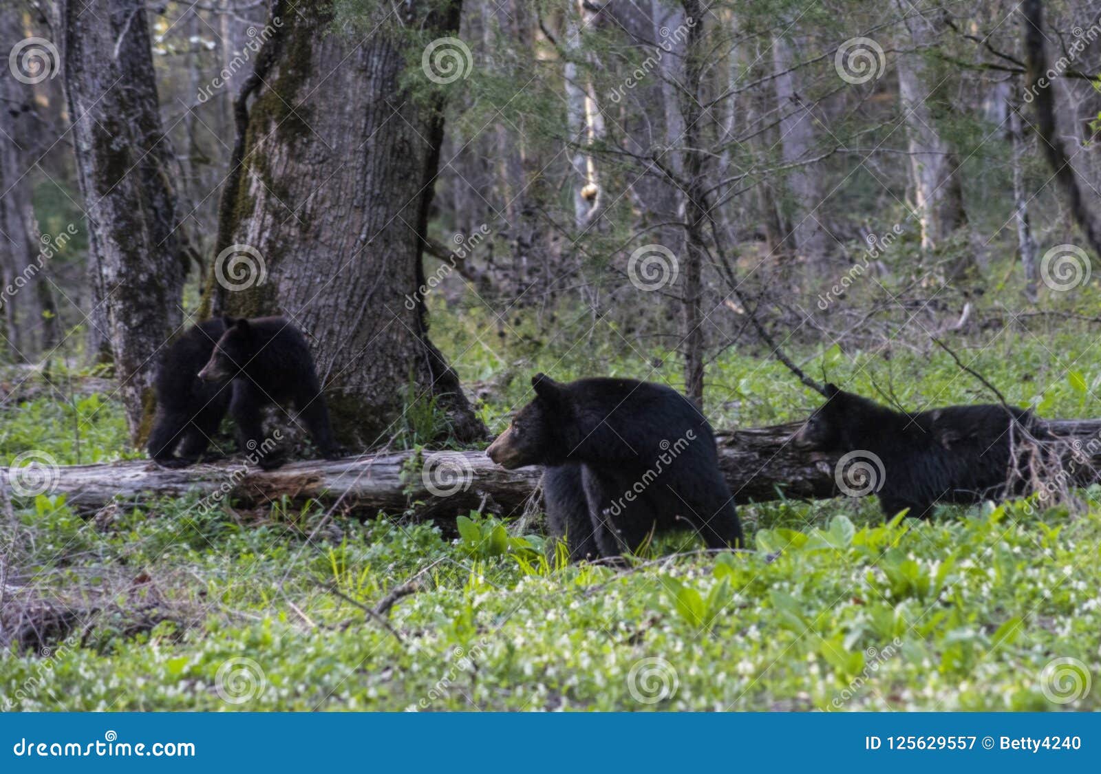 Three Black Bear Cubs Play Together. Stock Image - Image of bear, green ...