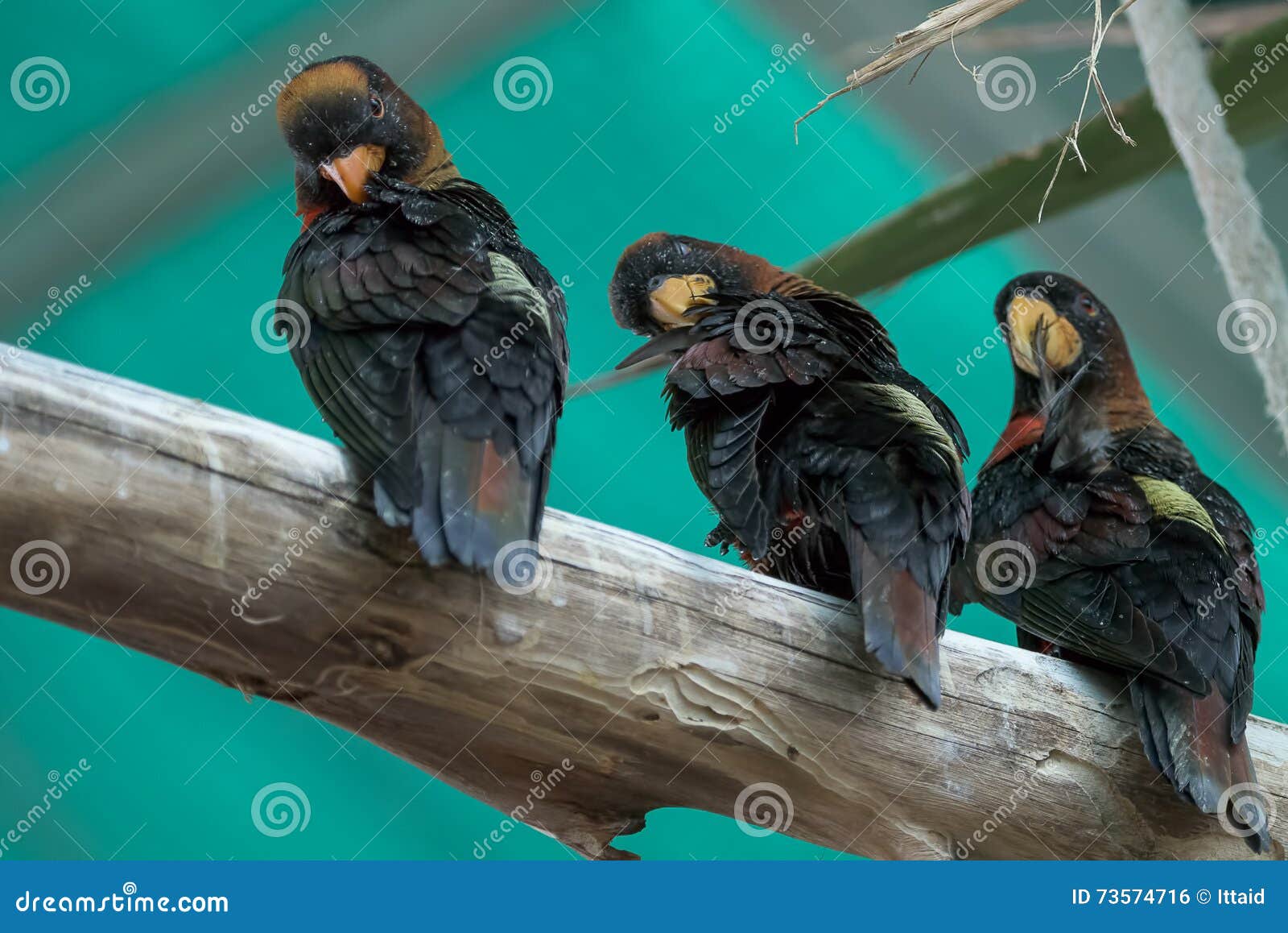 Three Black Birds on a Branch Stock Photo - Image of family, branch ...