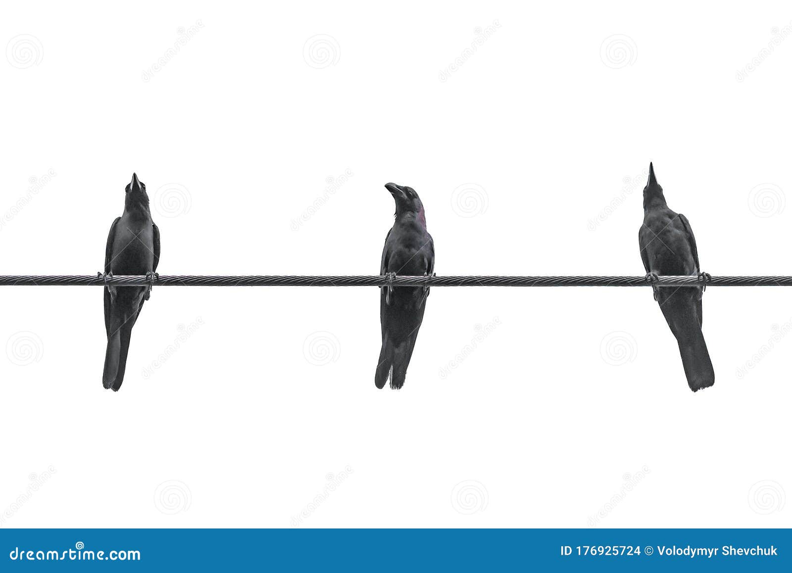 Three Black Crows on the Wire Stock Photo - Image of isolated ...