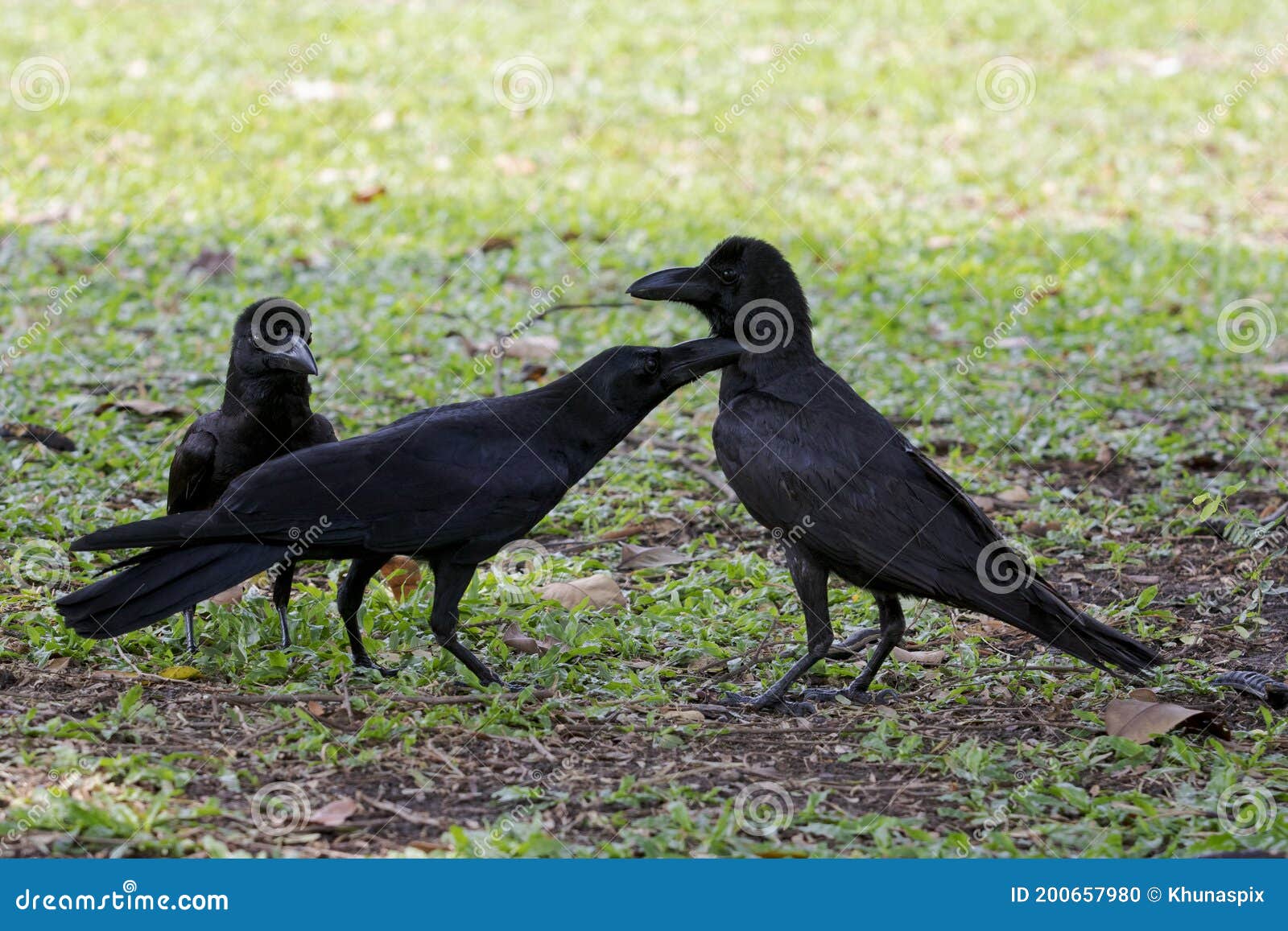 A Crow, A Day And A Sun...three A`s Are Together At Charkop, Mumbai ...