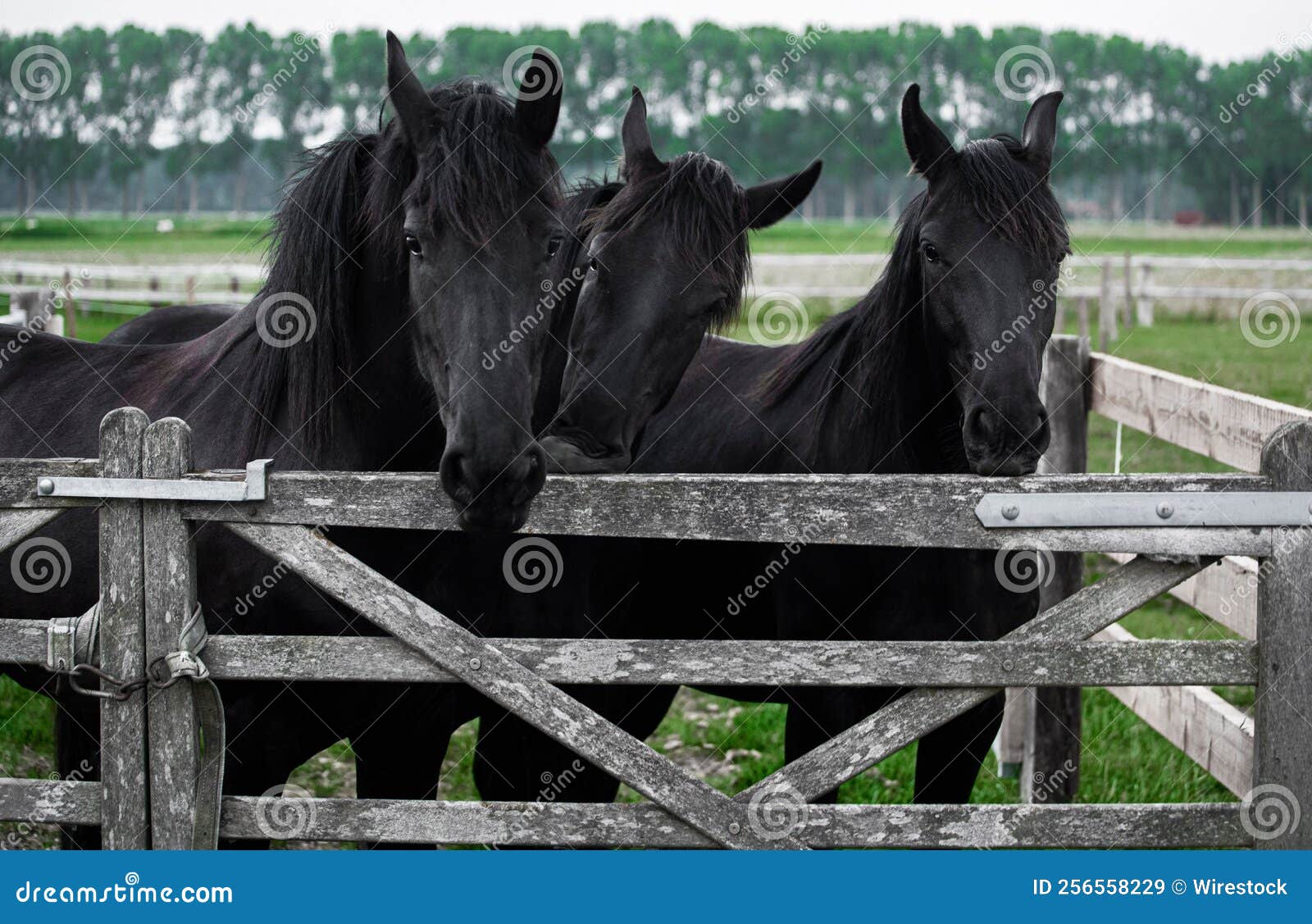 Black Friesian Horses in the Farm Stock Image - Image of livestock ...