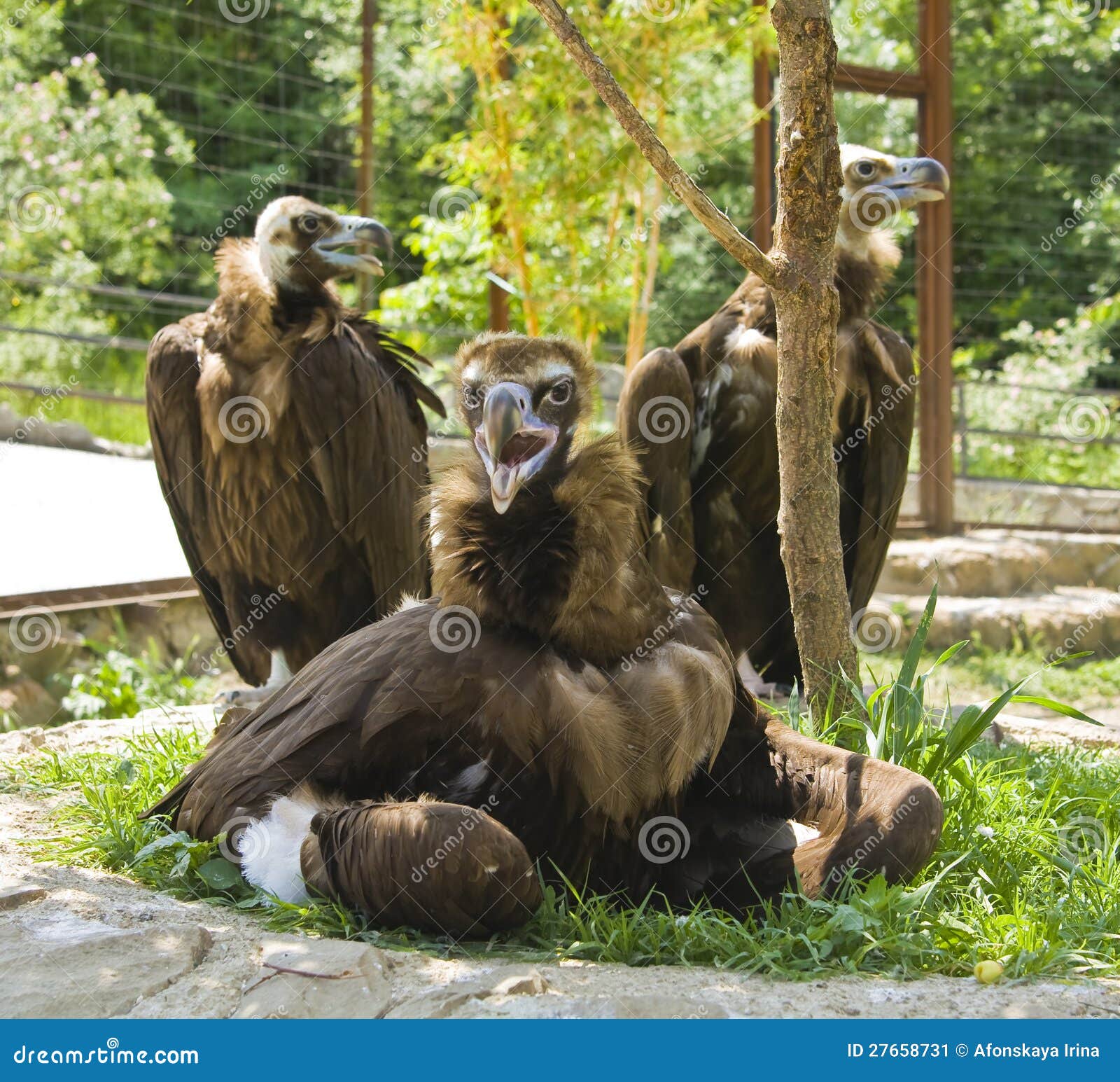 Three Black griffon stock image. Image of brown, standing - 27658731