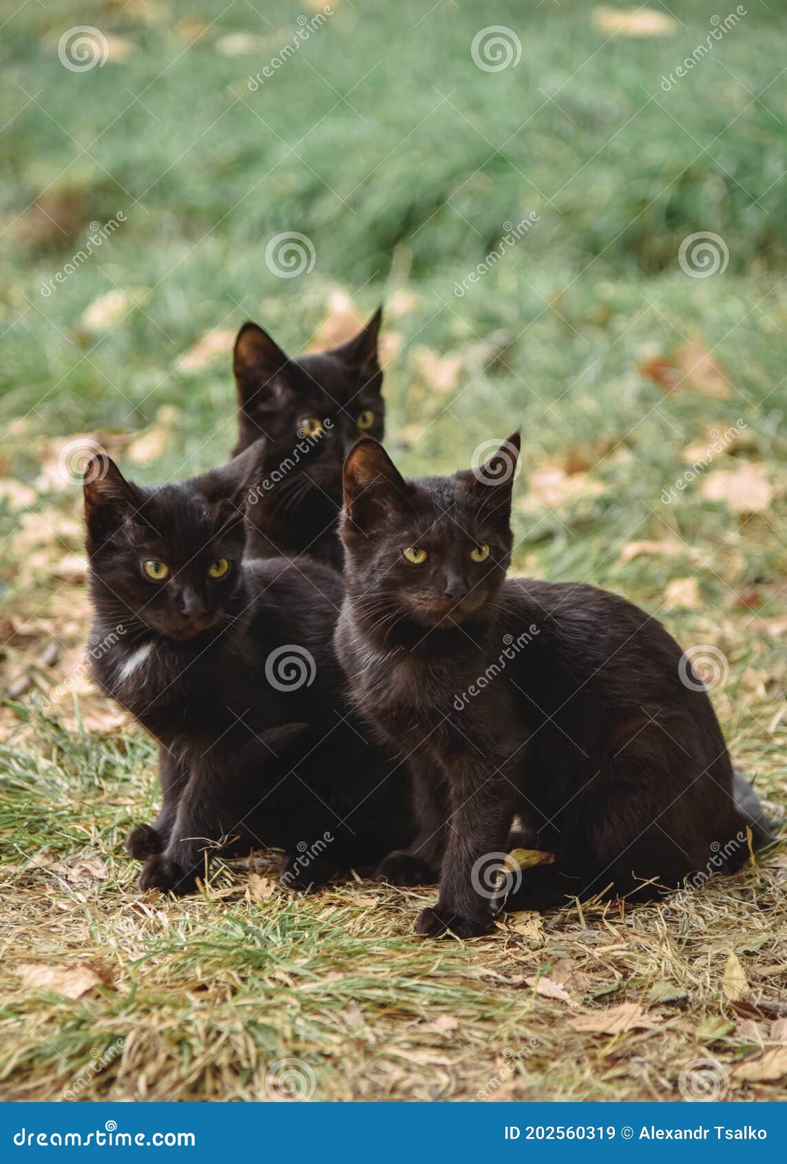 Three Black Kittens Look at Something with an Angry Look Stock Image ...