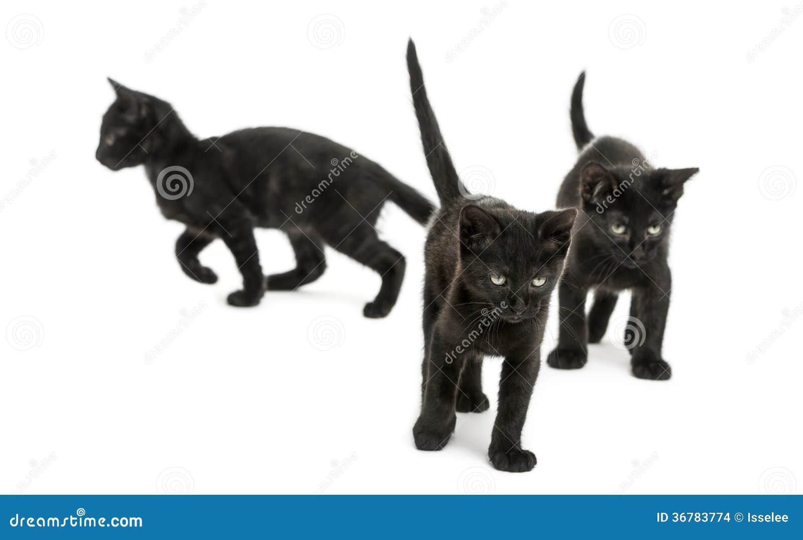 Three Black Kittens Walking in Different Directions Stock Photo - Image ...