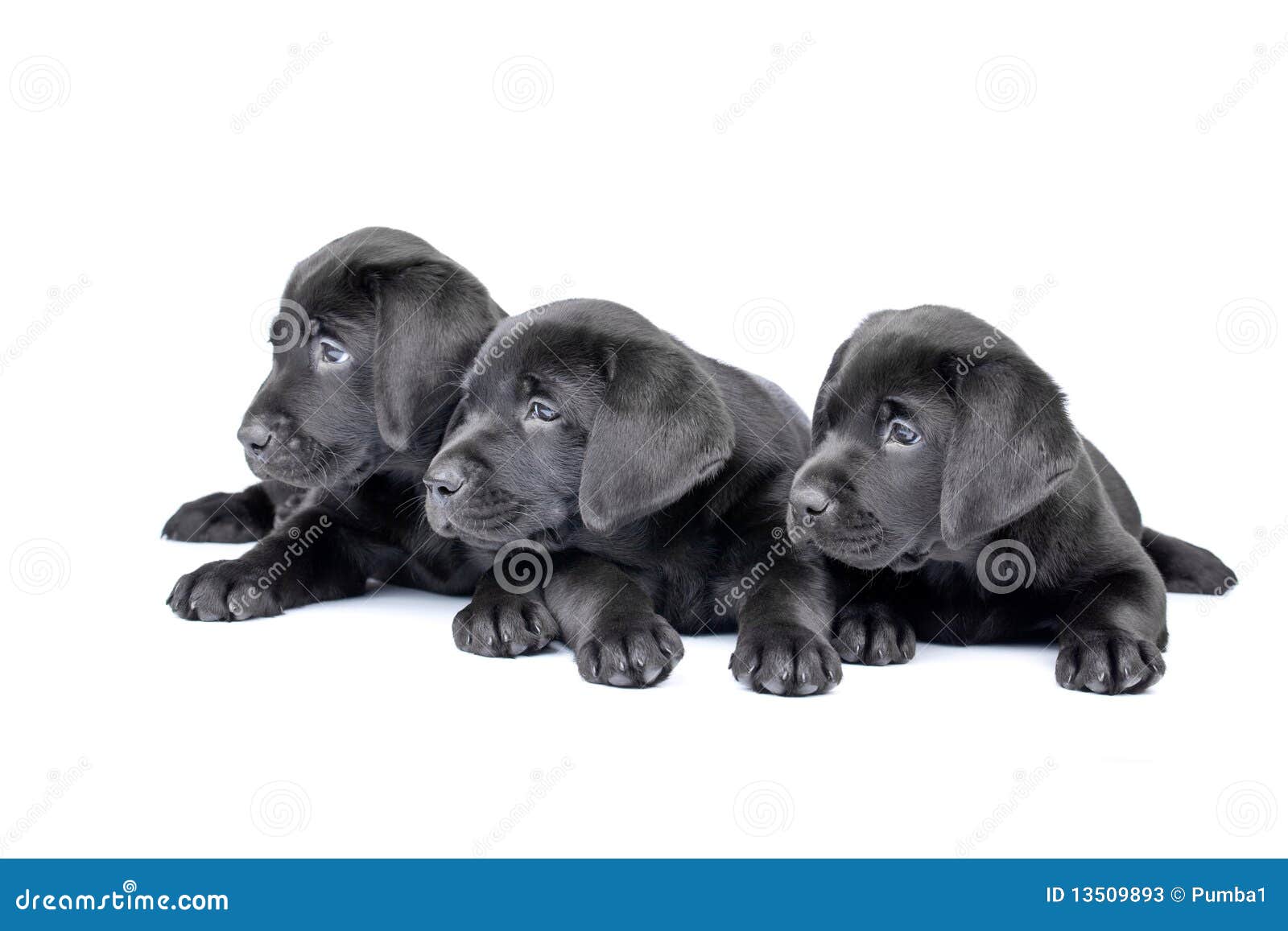 Three black lab puppies stock image. Image of canine - 13509893