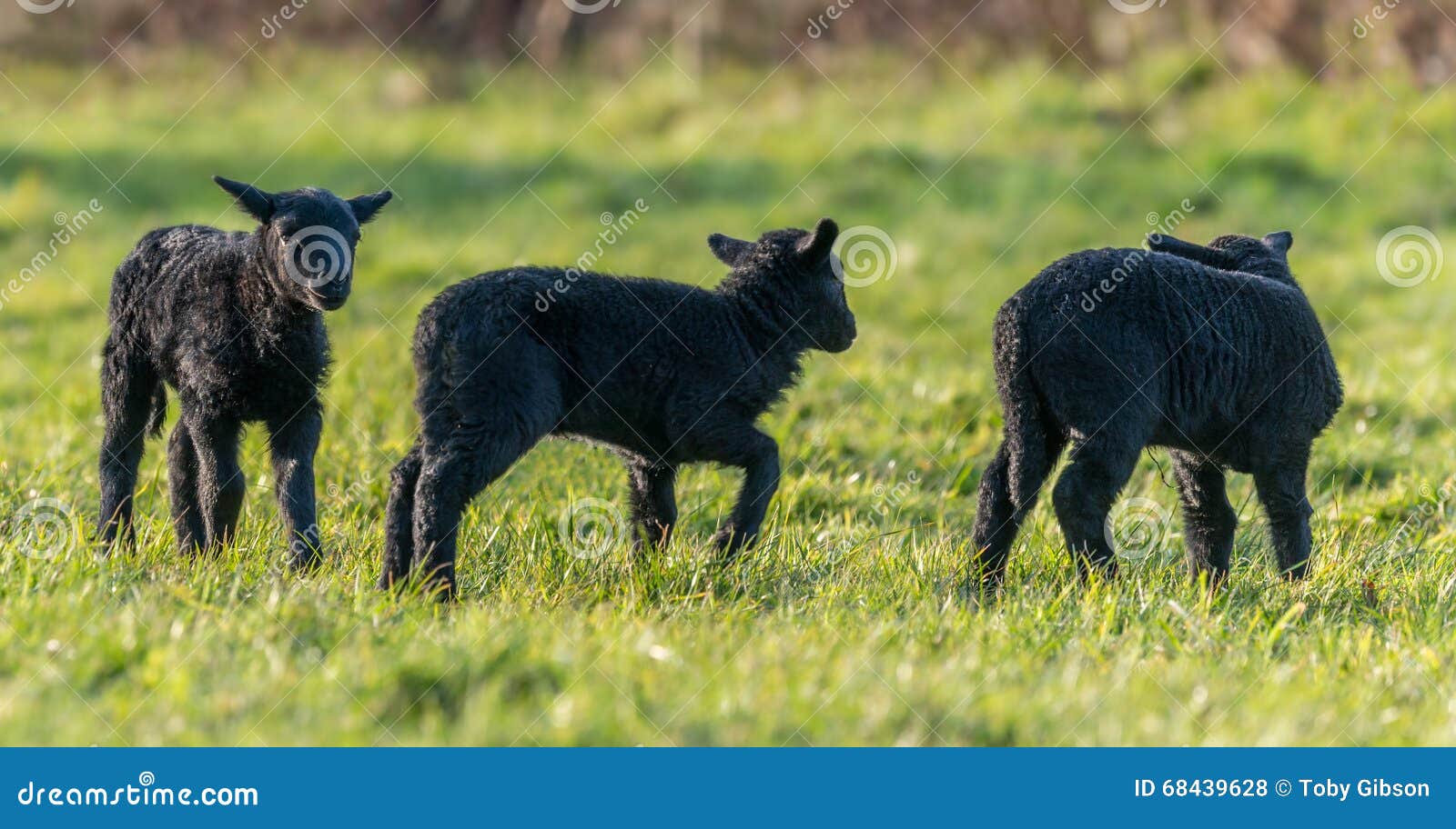 Three Black Lambs in Spring Stock Photo - Image of beacons, animals ...